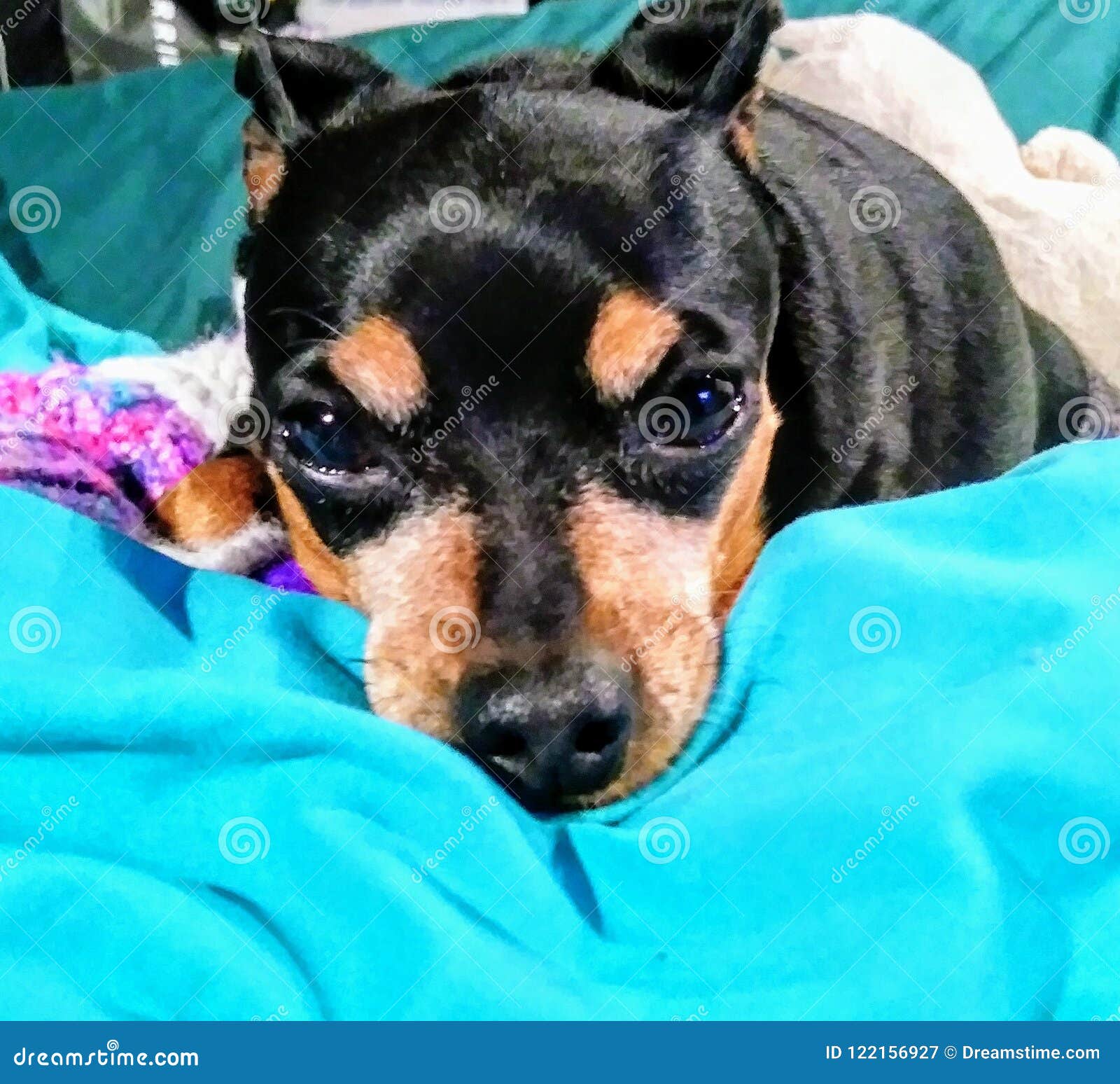 Miniature Pincher stock image. Image of miniature, pincher - 122156927