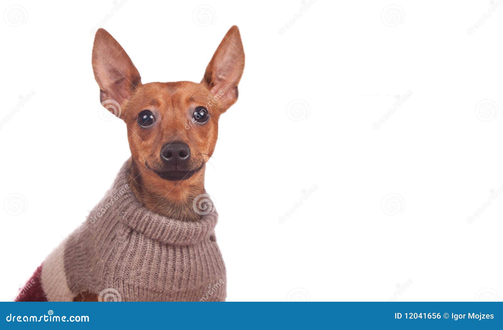 Miniature Pincher in Sweater Stock Photo - Image of posing, brown: 12041656