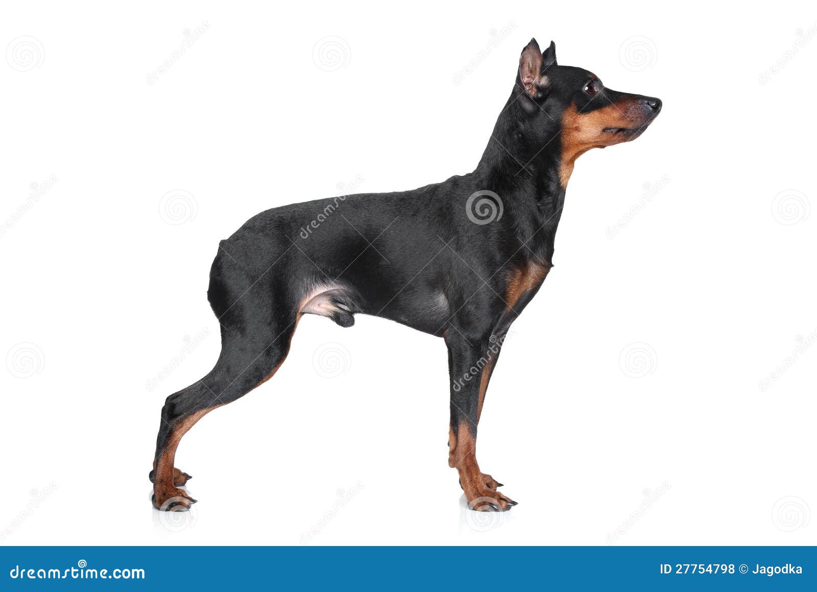 Miniature Pincher on White Background Stock Photo - Image of white ...