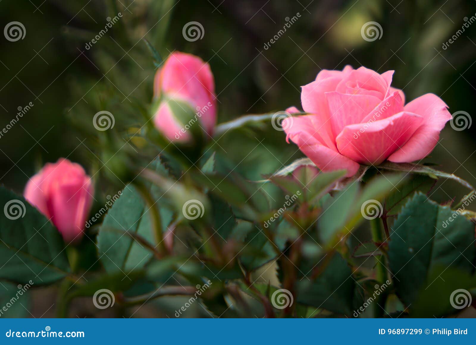 Miniature Pink Rose stock image. Image of cultivated - 96897299