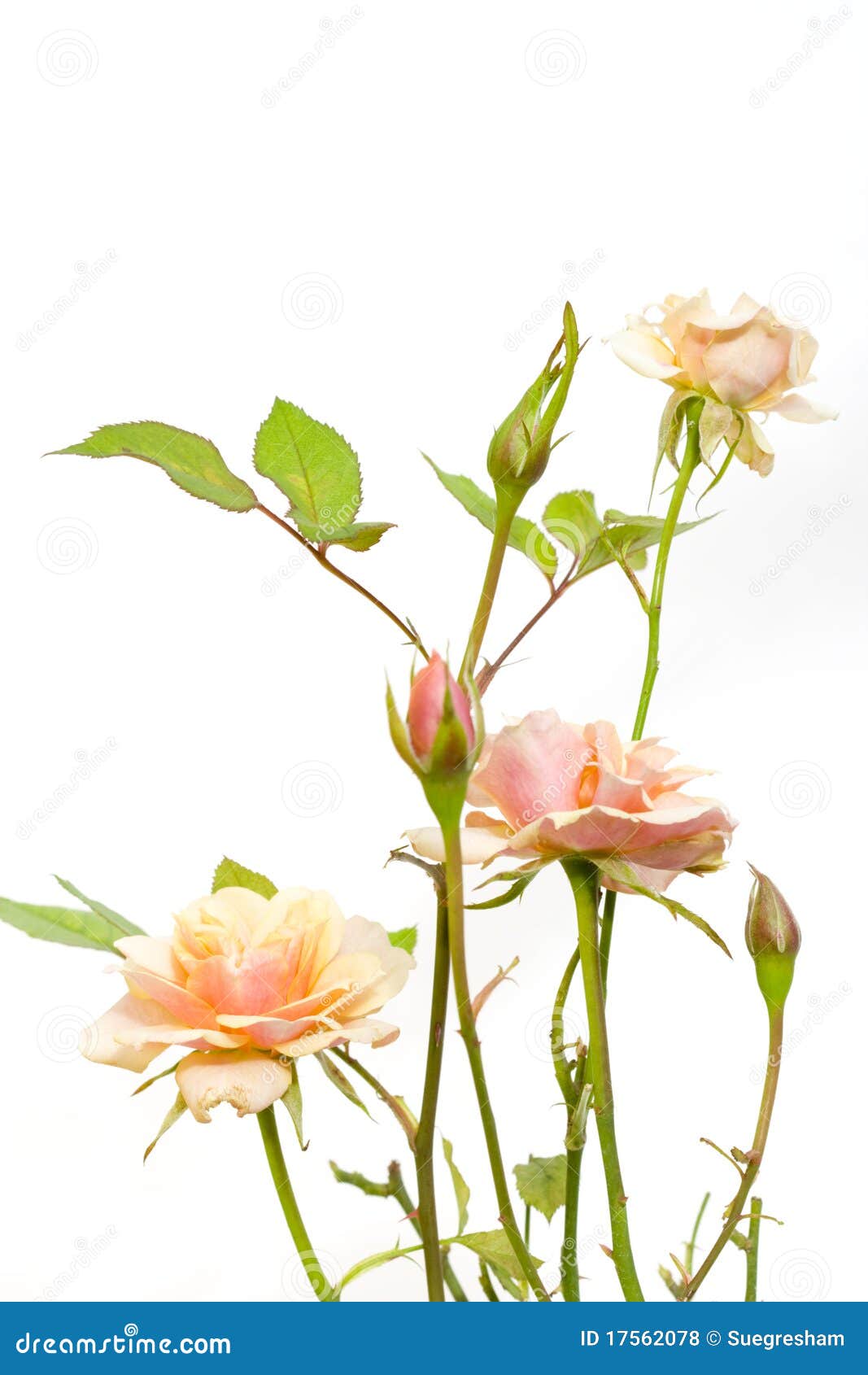 Miniature Pink Roses with Copy Space Stock Photo - Image of romantic ...