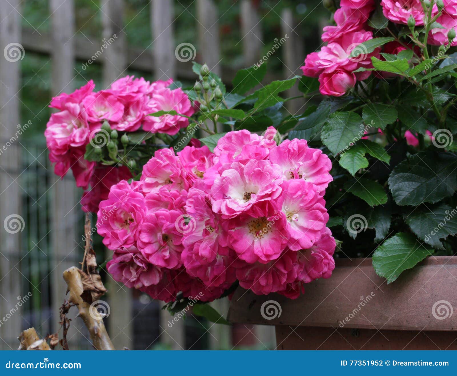 Miniature pink roses stock photo. Image of miniature - 77351952