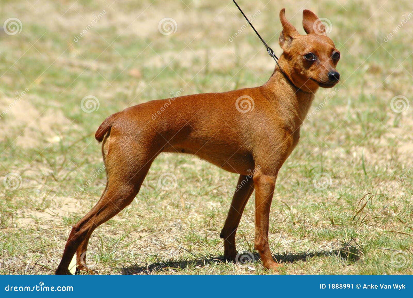 Red Miniature Pinscher Stock Photography | CartoonDealer.com #14237060