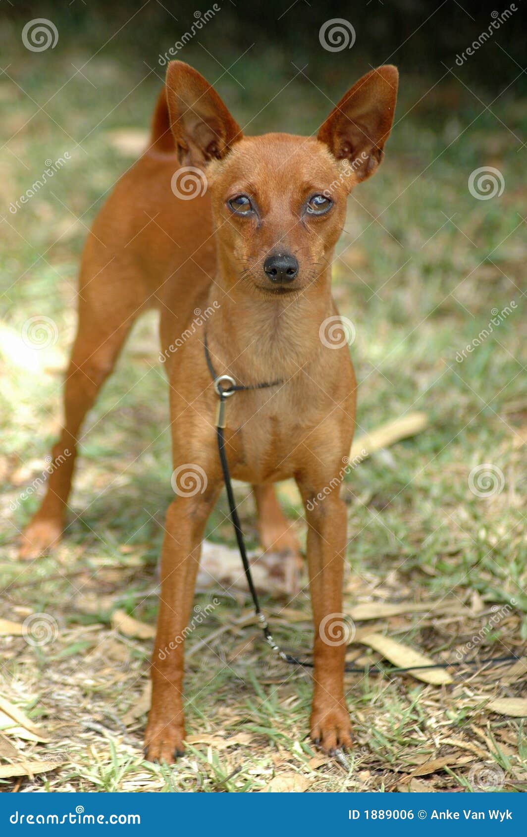 Miniature Pinscher stock photo. Image of female, doggy - 1889006