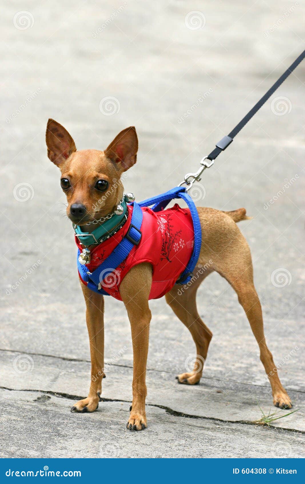 Miniature pinscher stock photo. Image of energy, pinscher - 604308