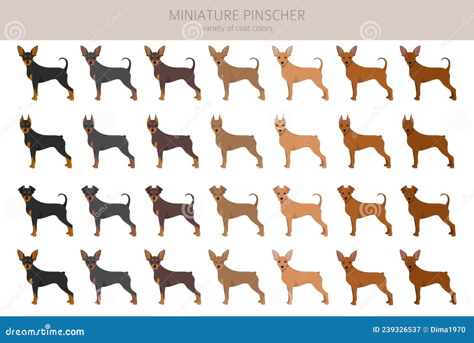 Miniature Pinscher Clipart. Different Poses, Coat Colors Set Stock ...