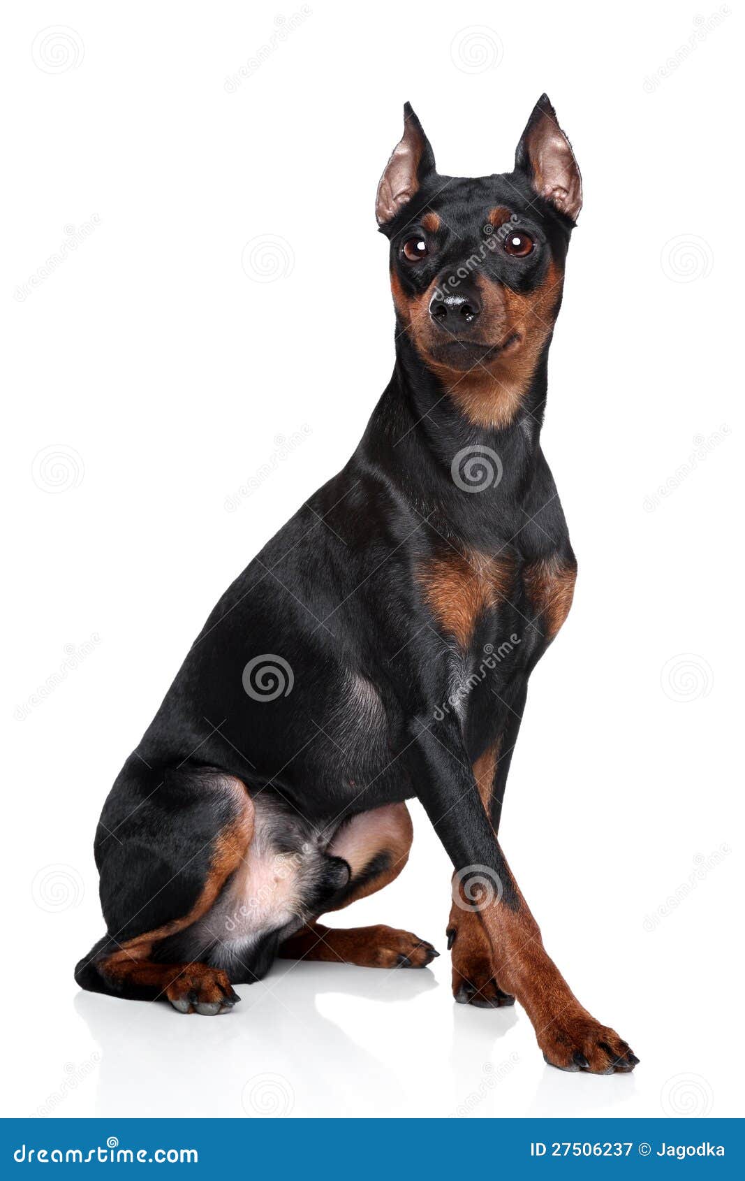 Miniature Pinscher dog stock image. Image of zwergpinscher - 27506237