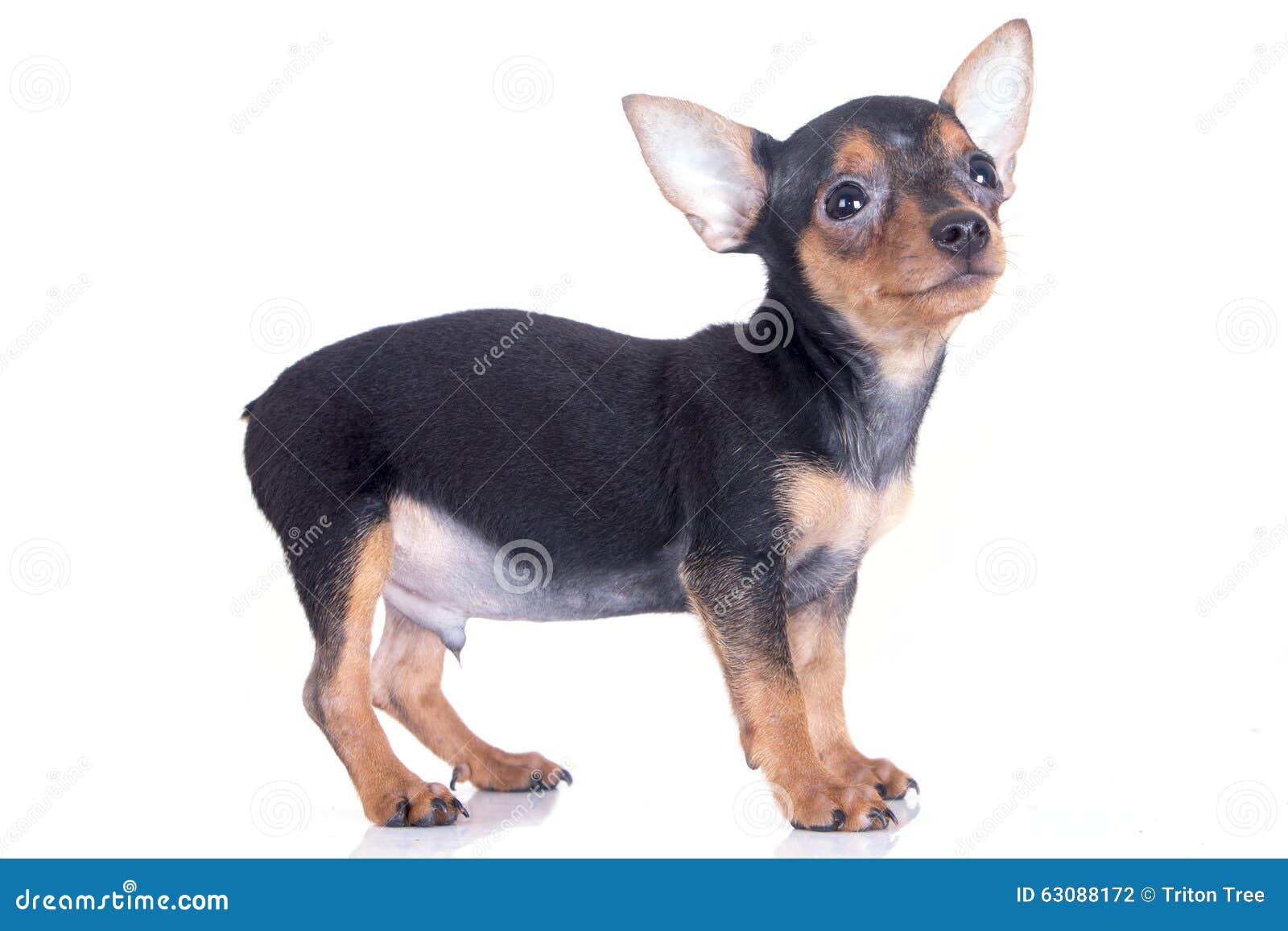 Miniature Pinscher Dog Smiling Stock Photo - Image of pinscher ...