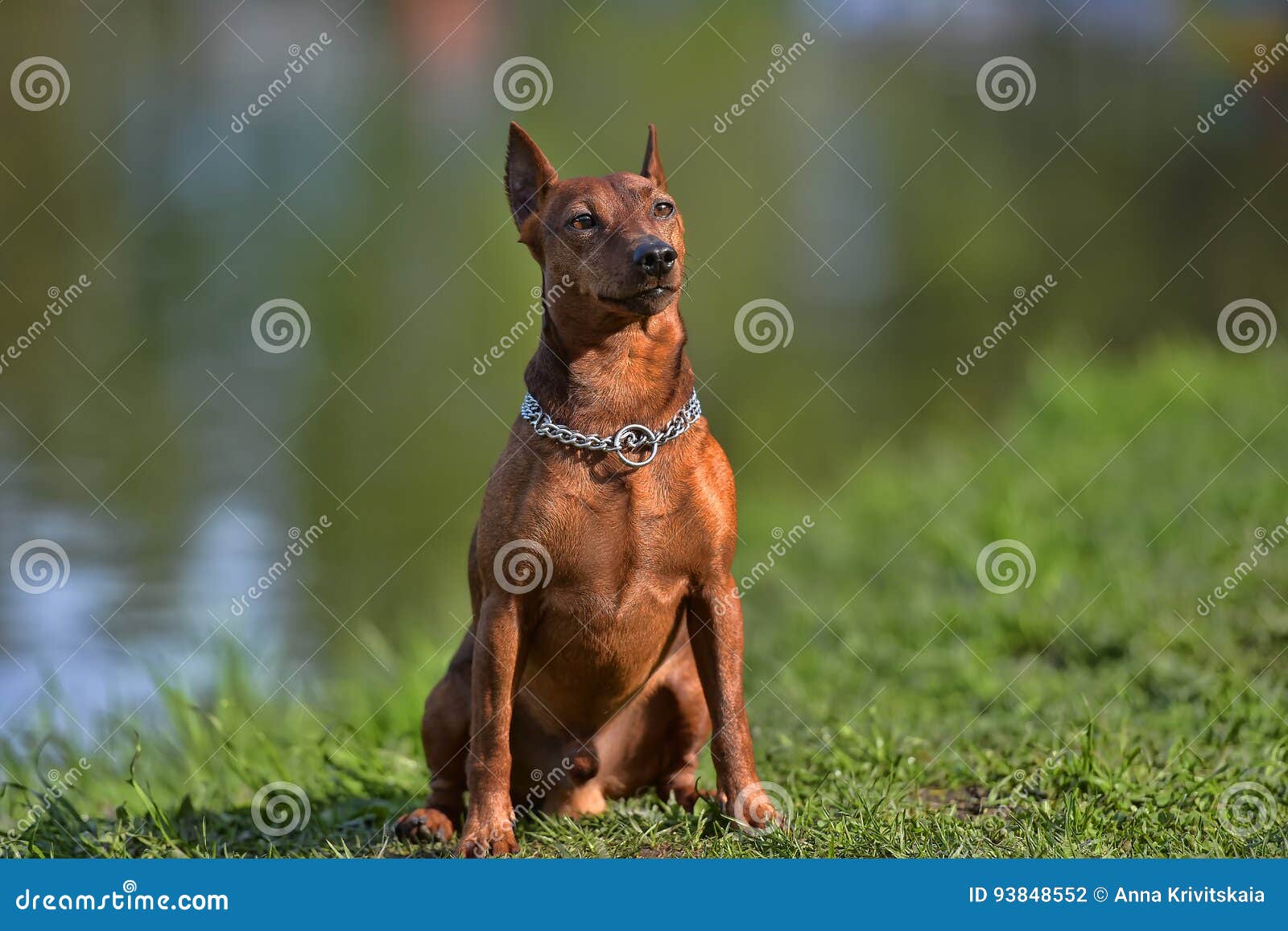 The Miniature Pinscher stock photo. Image of indoor, female - 93848552