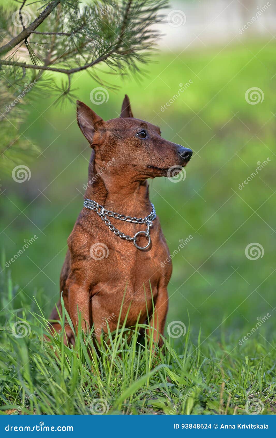 The Miniature Pinscher stock photo. Image of closeups - 93848624