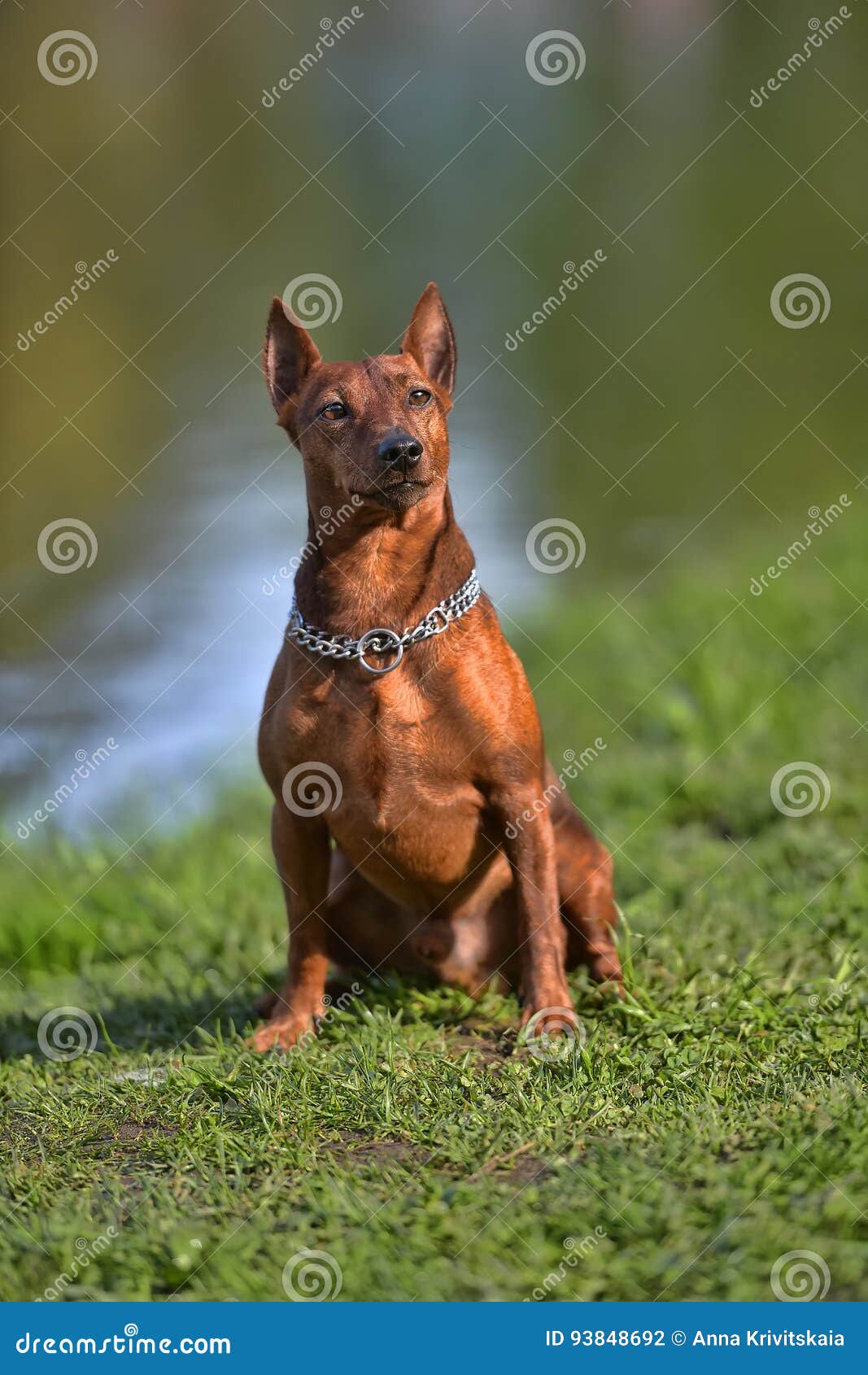 The Miniature Pinscher stock photo. Image of adorable - 93848692