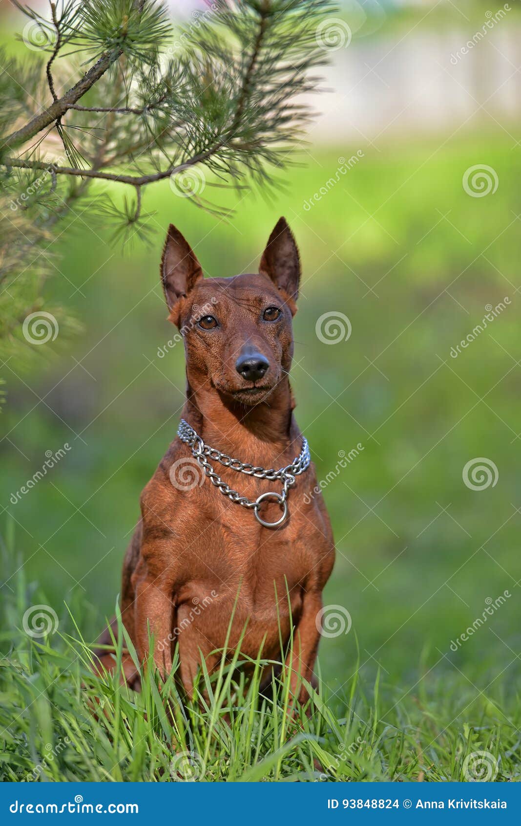 The Miniature Pinscher stock photo. Image of attentive - 93848824
