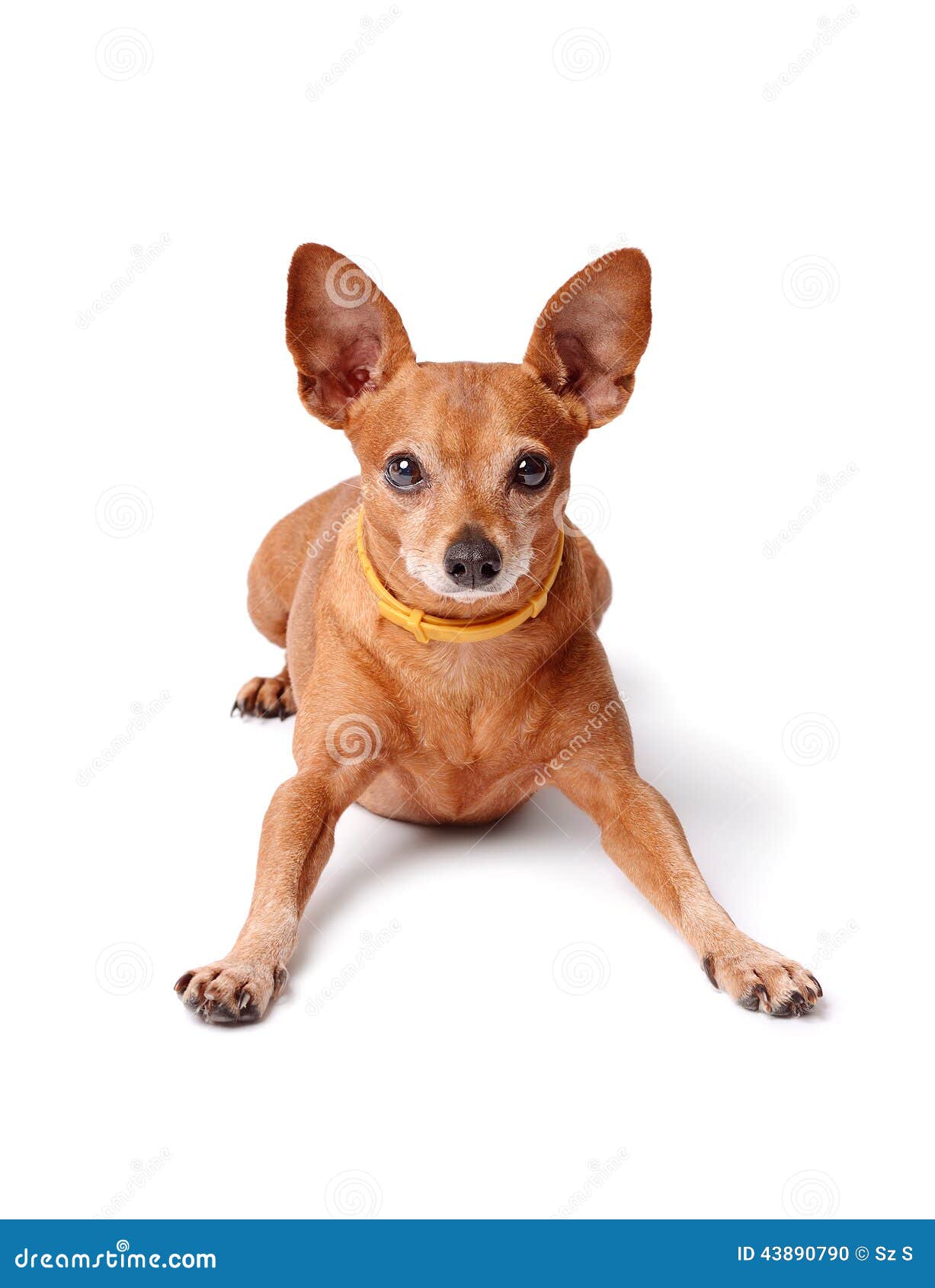 Miniature Pinscher Isolated on a White Stock Photo - Image of mammal ...