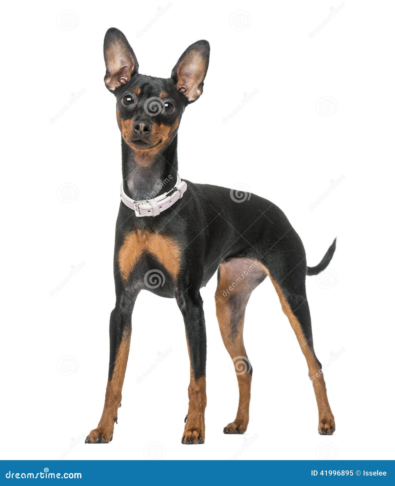 Miniature Pinscher (7 Months Old) Stock Image - Image of domestic, shot ...