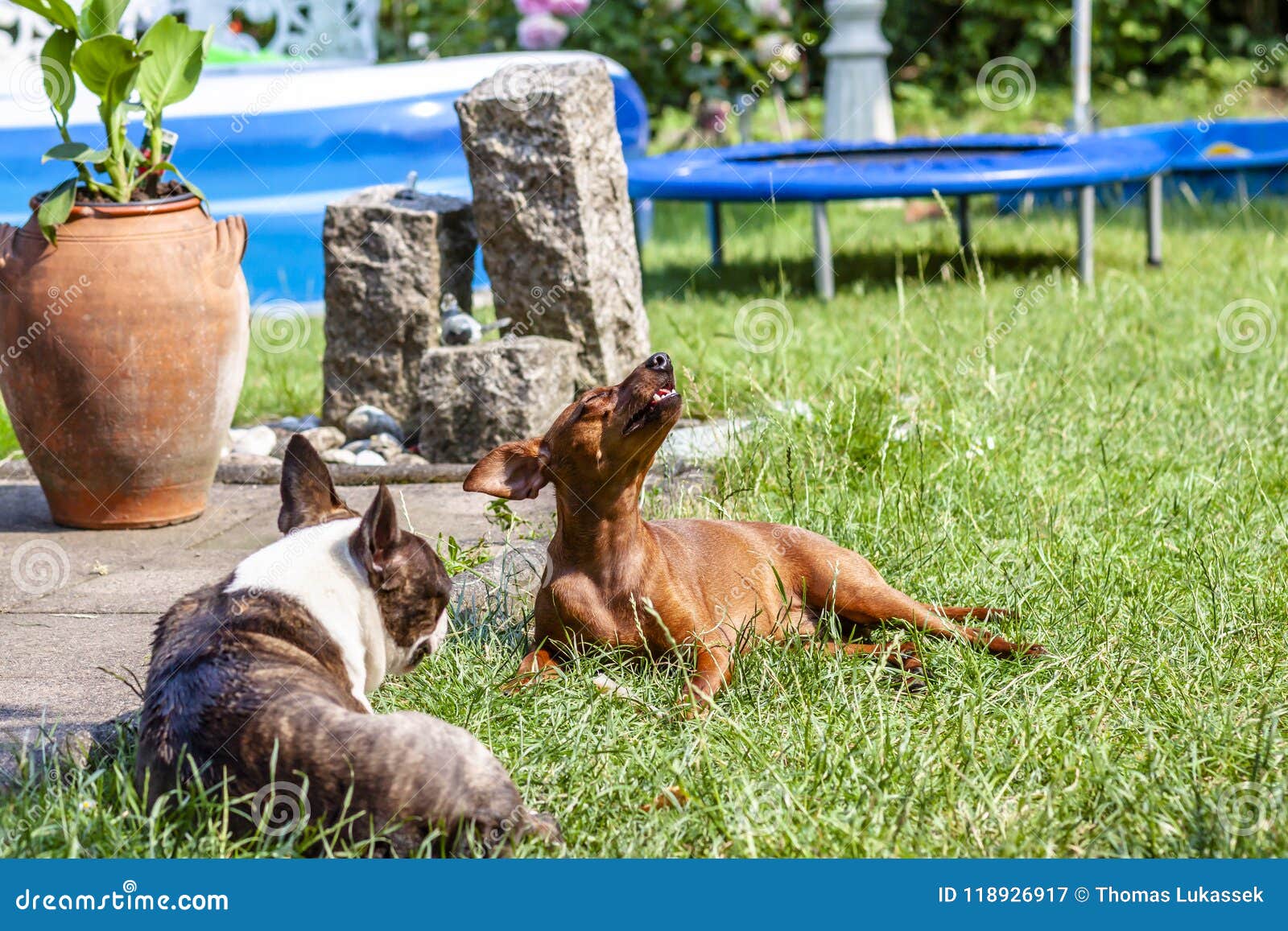 Miniature Pinscher Playing with Pug Dog on the Green Stock Image ...