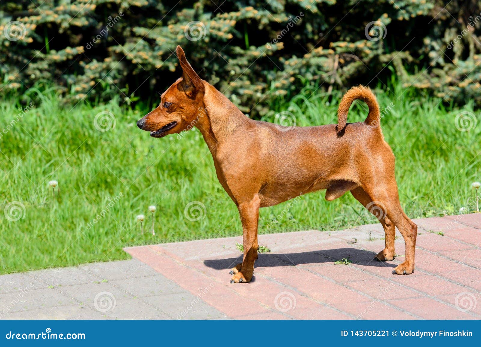 Miniature Pinscher in Profile. Stock Image - Image of nature, germany ...