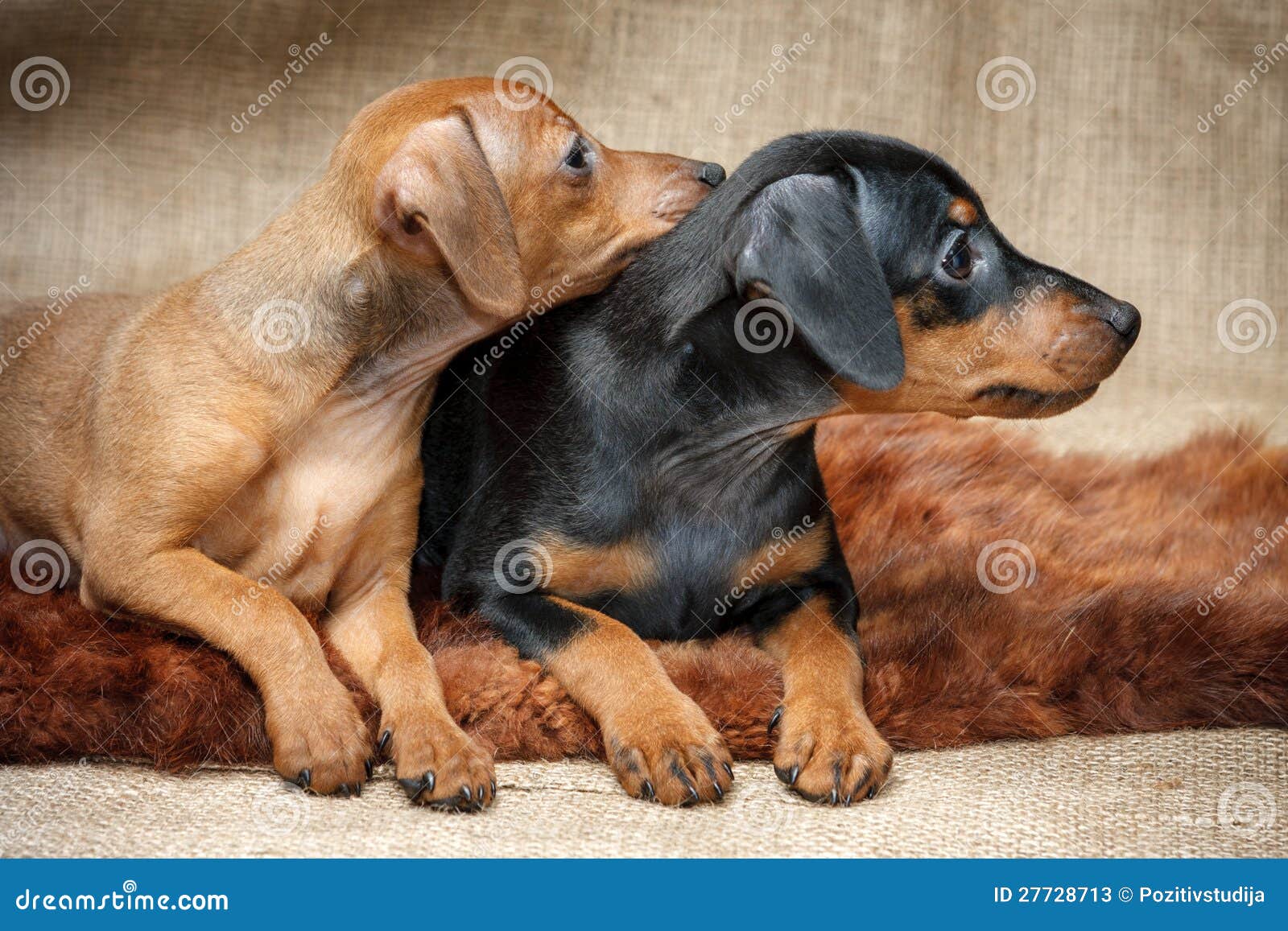Miniature Pinscher puppies stock image. Image of minpin - 27728713