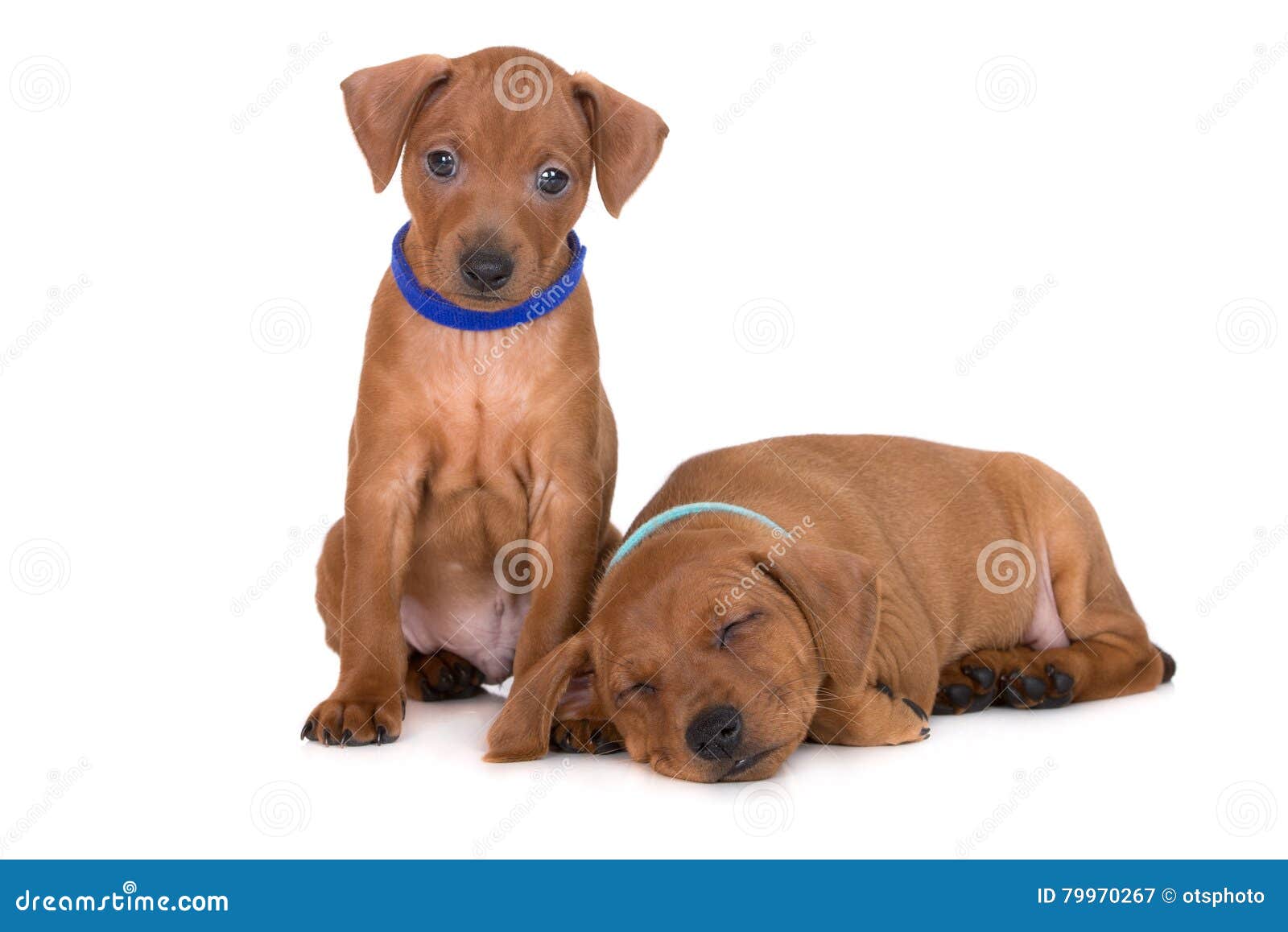 Miniature Pinscher Puppies on White Stock Image - Image of miniature ...