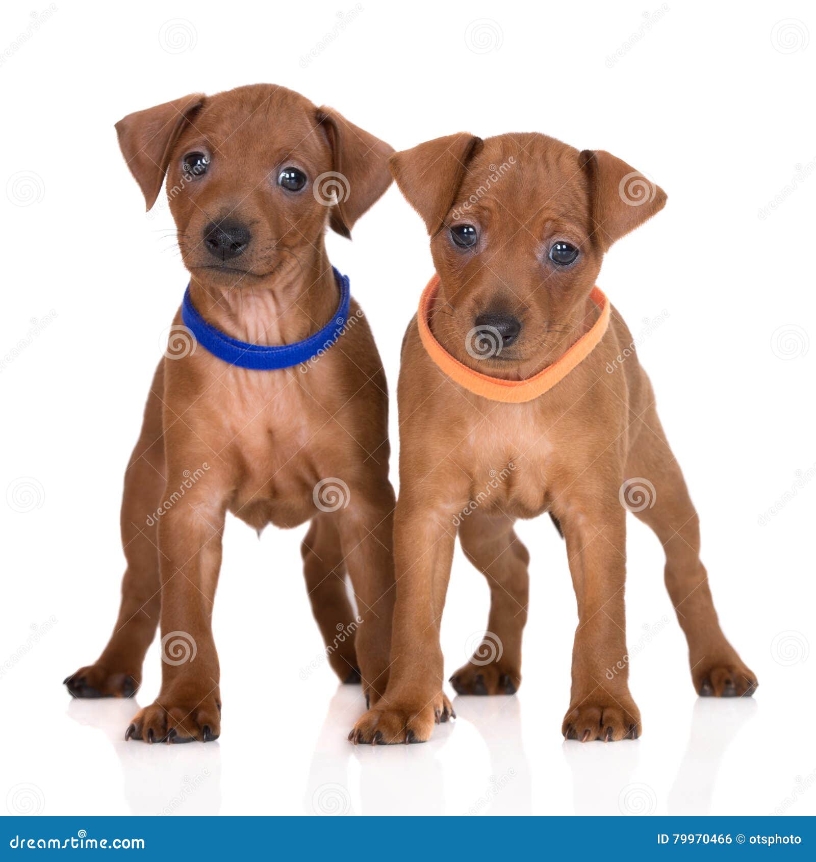 Miniature Pinscher Puppies on White Stock Photo - Image of german ...