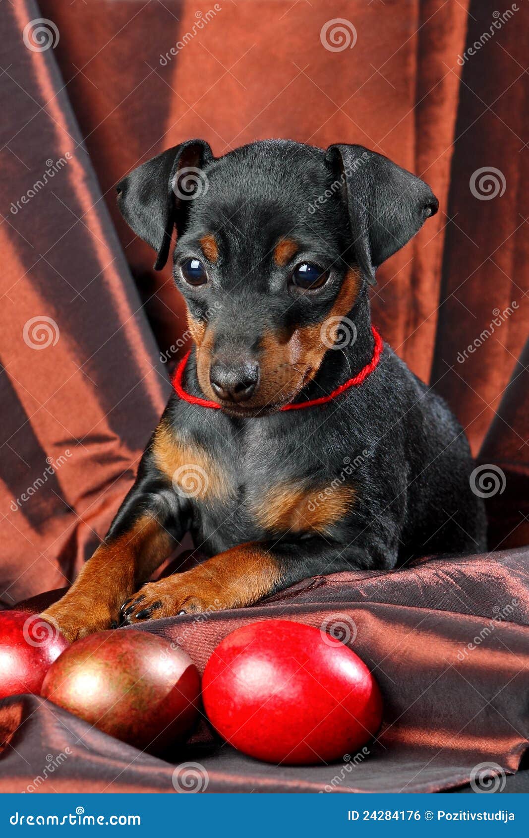 Miniature Pinscher Puppy stock photo. Image of little - 24284176