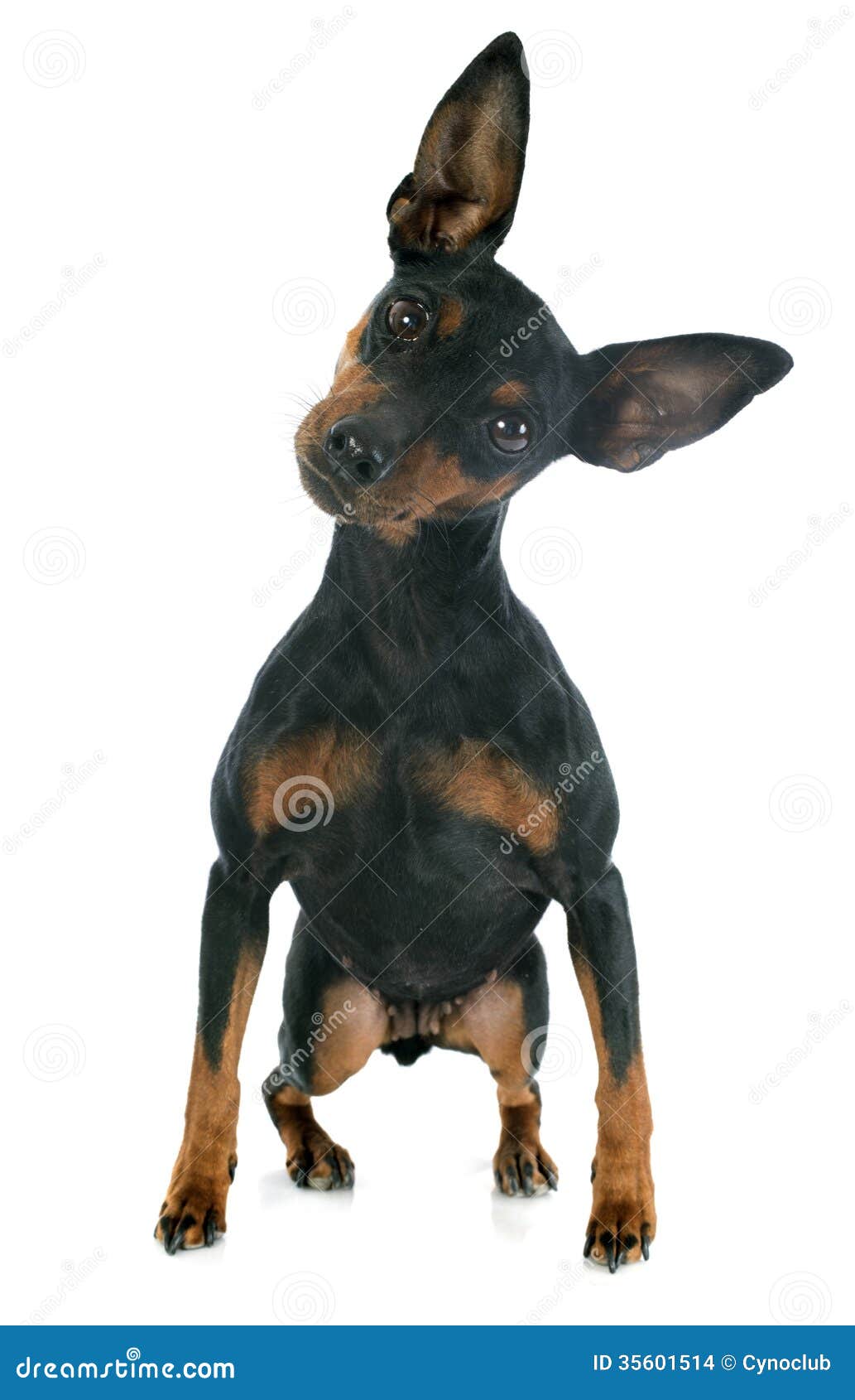Miniature pinscher stock photo. Image of animal, pedigree - 35601514