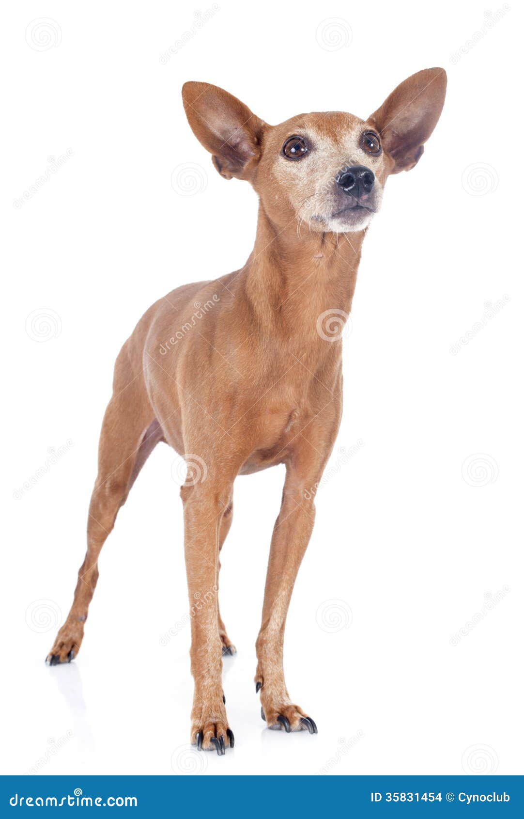 Miniature pinscher stock photo. Image of canine, animal - 35831454