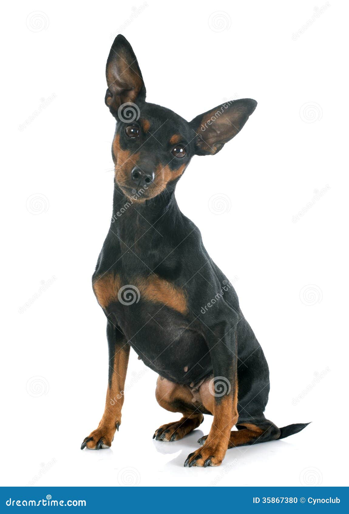 Miniature pinscher stock photo. Image of animal, white - 35867380