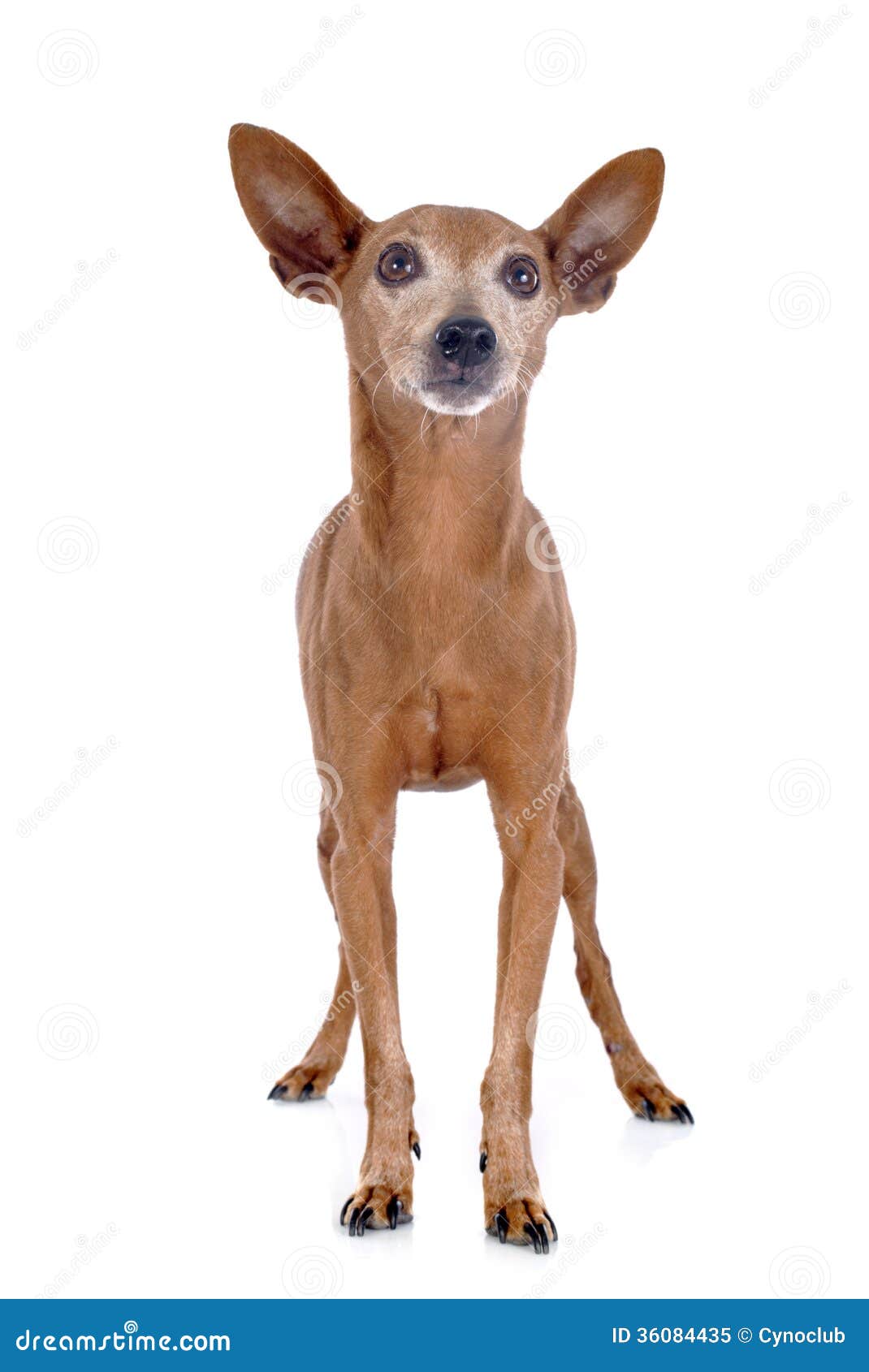 Miniature pinscher stock image. Image of white, cute - 36084435