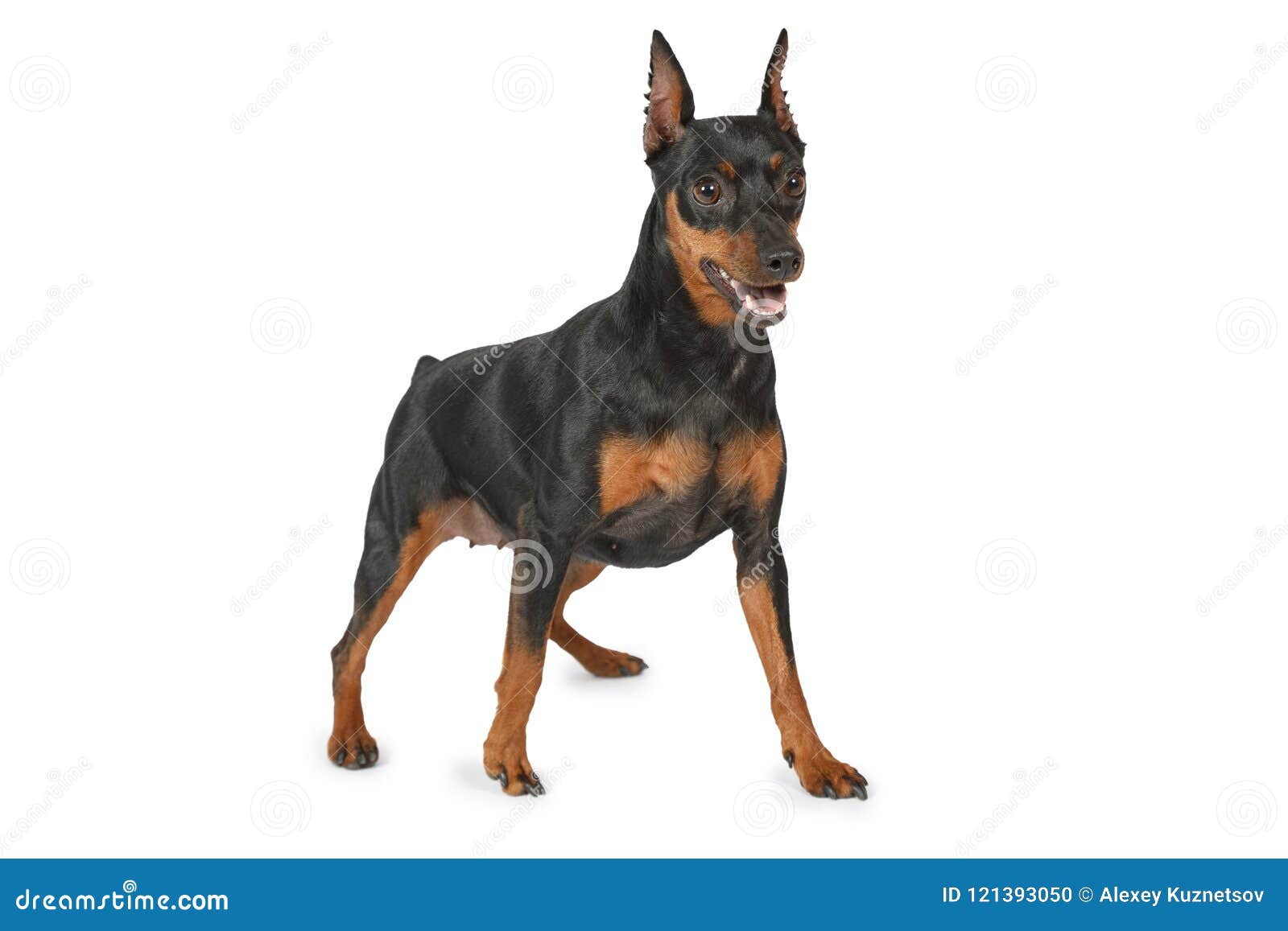 Miniature Pinscher Standing on White Background Stock Photo - Image of ...