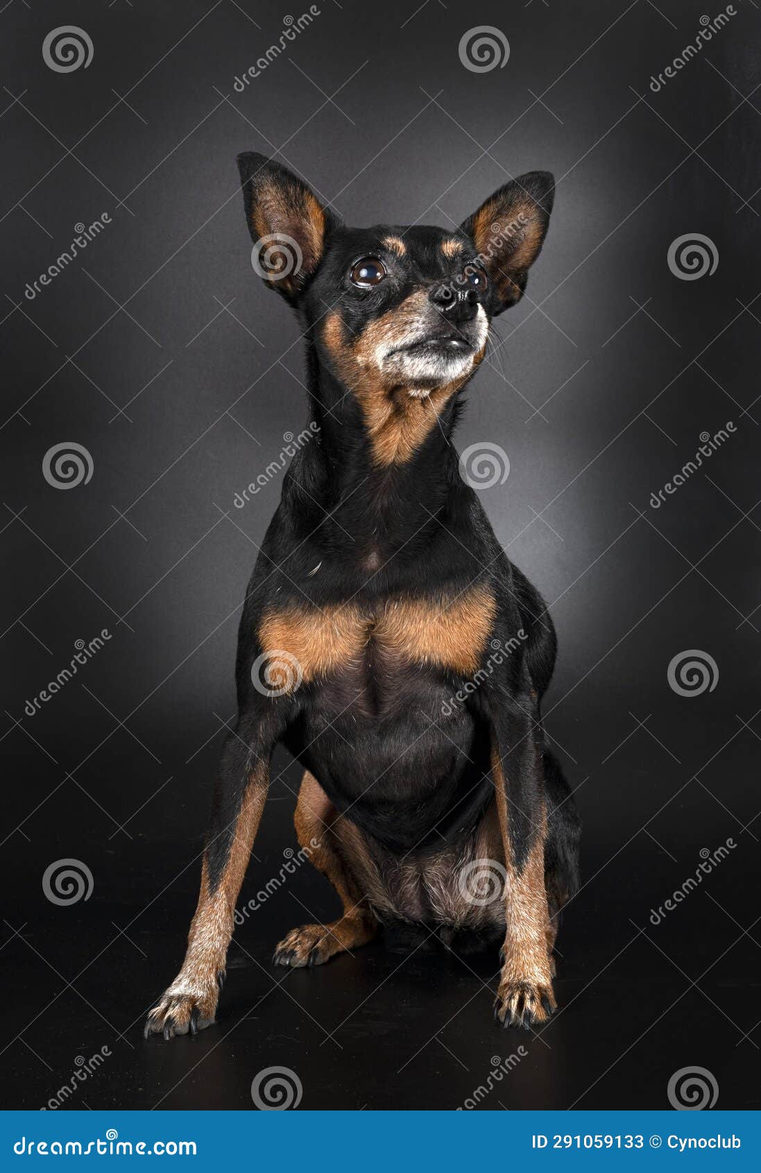 Miniature Pinscher in Studio Stock Image - Image of purebred ...