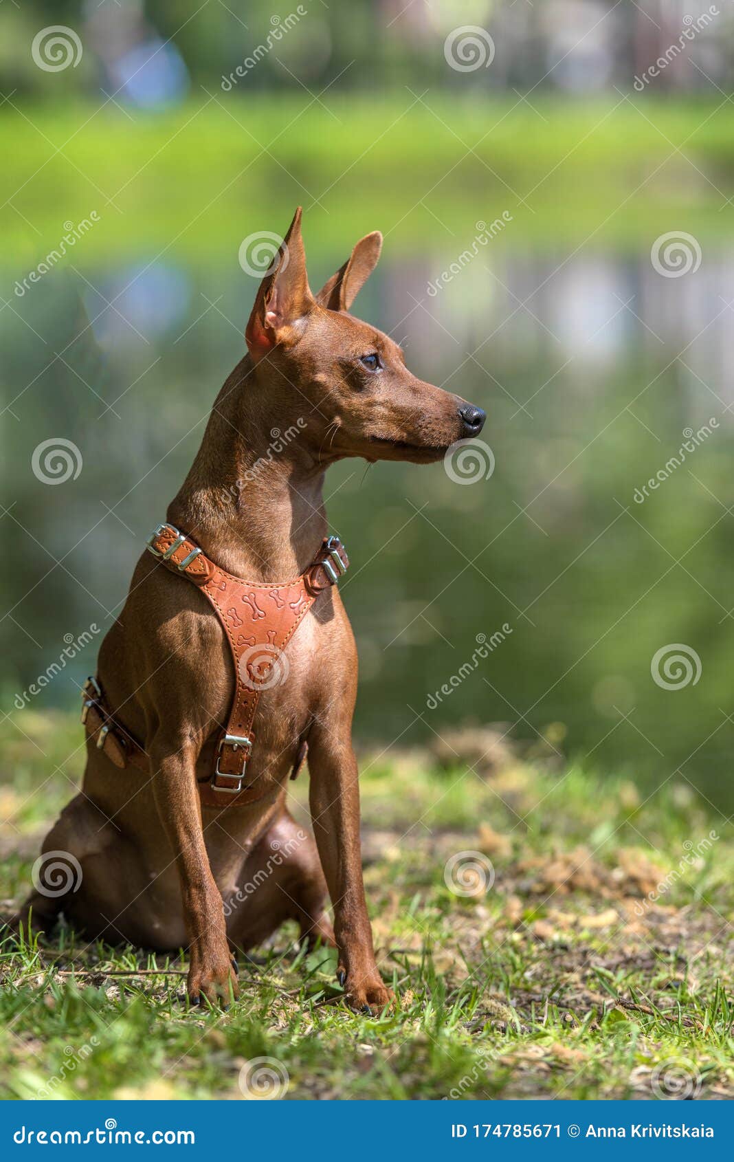 Miniature Pinscher with Uncut Ears in the Park Stock Image - Image of ...