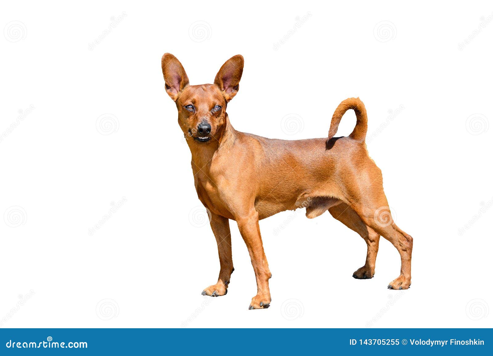 Miniature Pinscher on White. Stock Image - Image of friendly, cropped ...