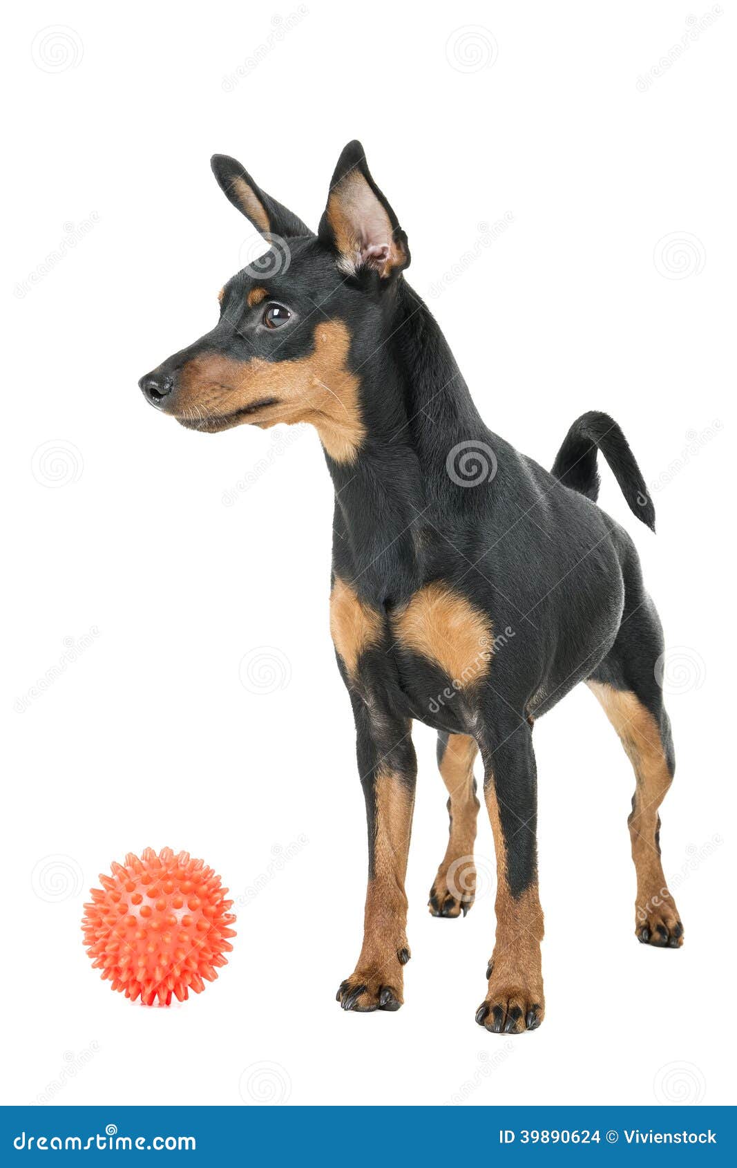 Miniature Pinscher Stock Photo - Image: 39890624