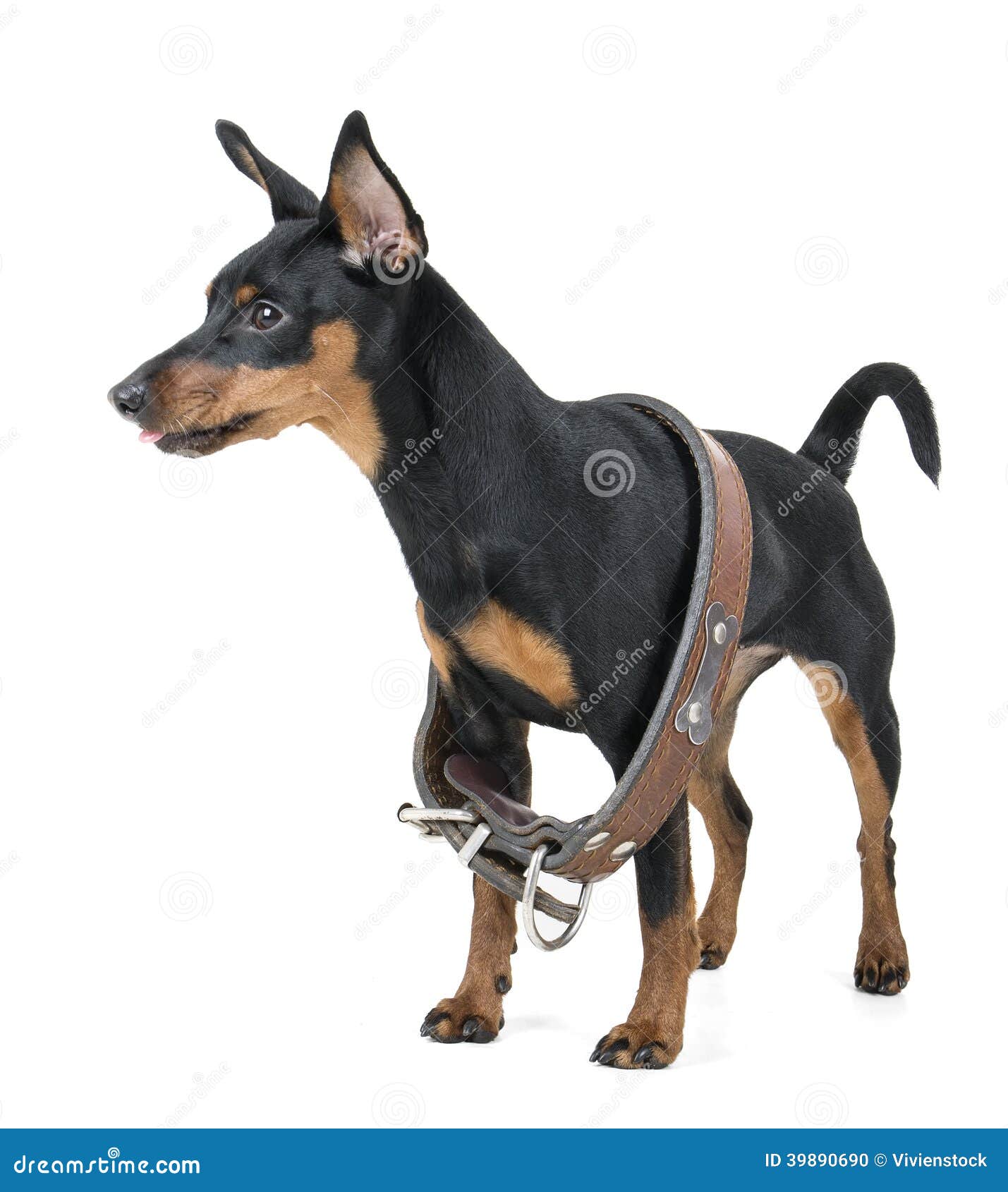 Miniature Pinscher Stock Photo - Image: 39890690