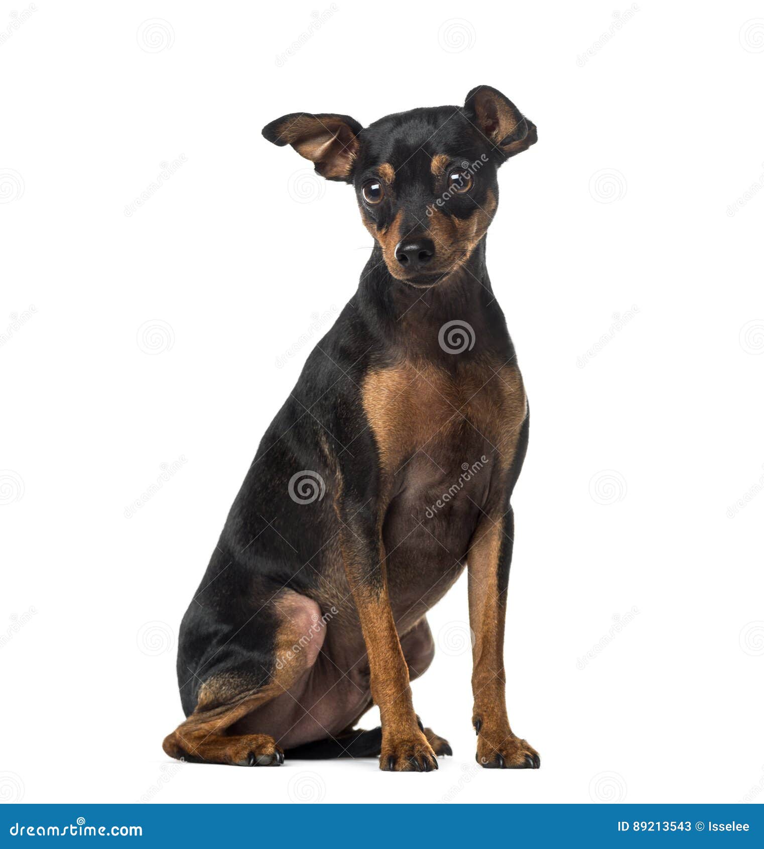 Miniature Pinscher 1 Year Old Stock Image - Image of carnivore ...