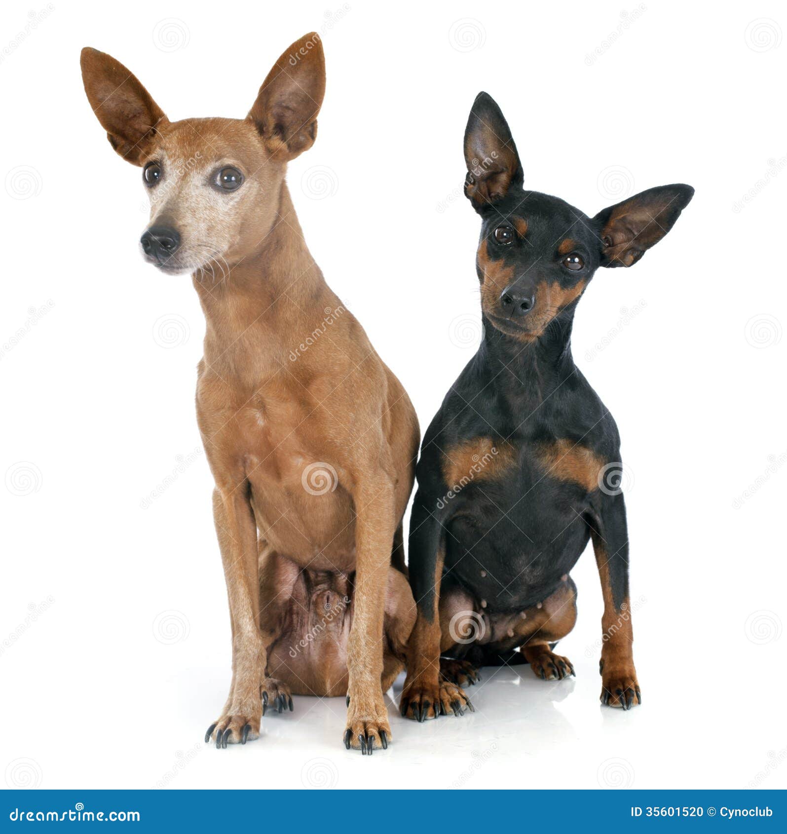 Miniature pinschers stock photo. Image of beautiful, puppy - 35601520
