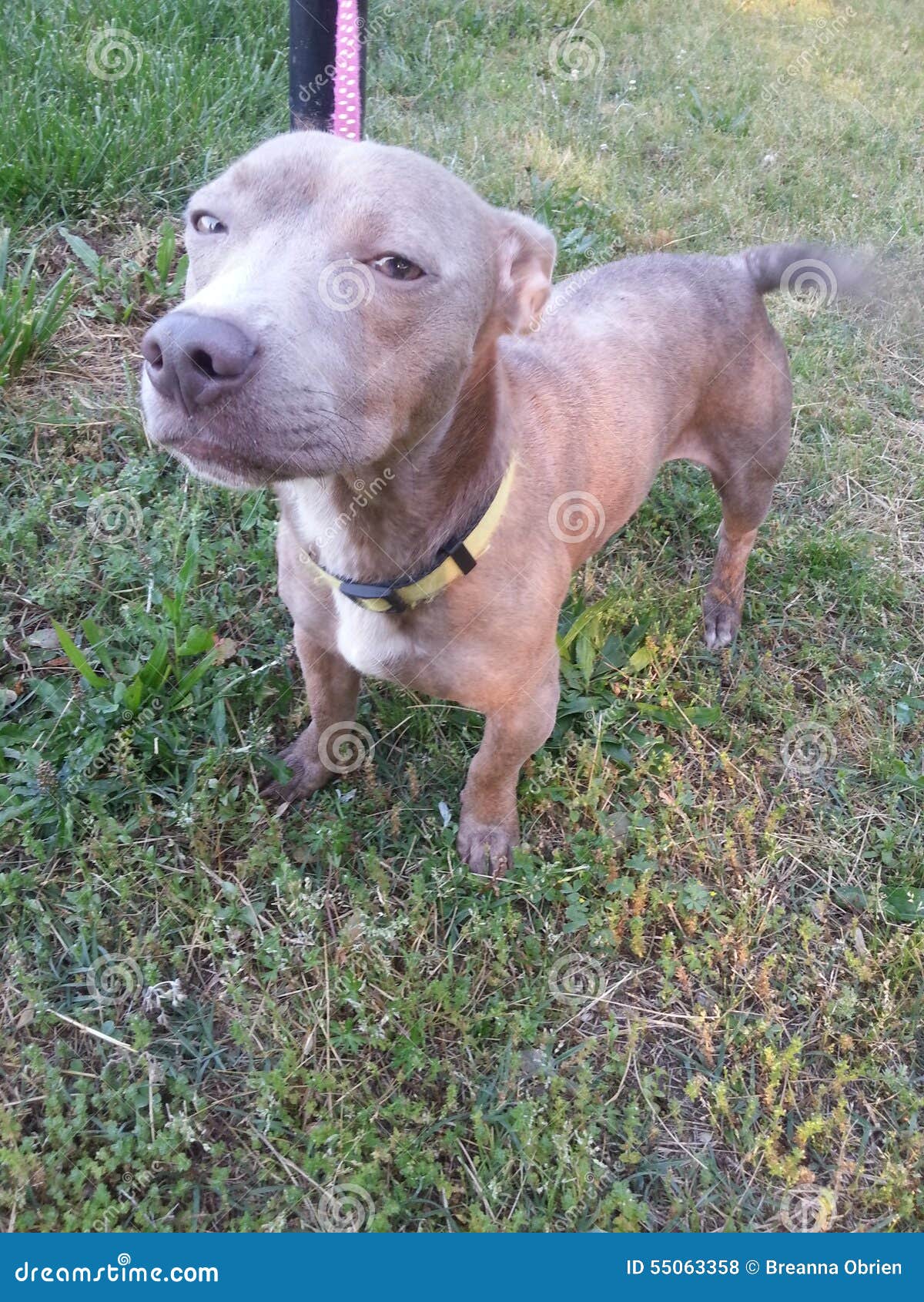 Miniature pit editorial stock photo. Image of cuteness - 55063358