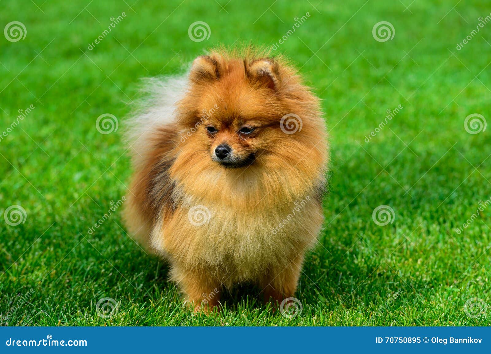 Miniature Pomeranian Spitz Standing on Green Field. Stock Image - Image ...