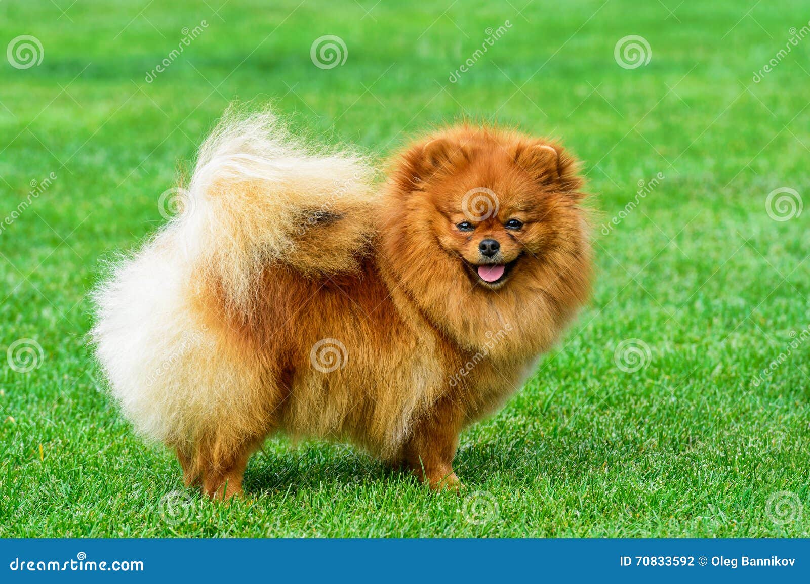 Miniature Pomeranian Spitz Standing Green Field Stock Photos - Free ...