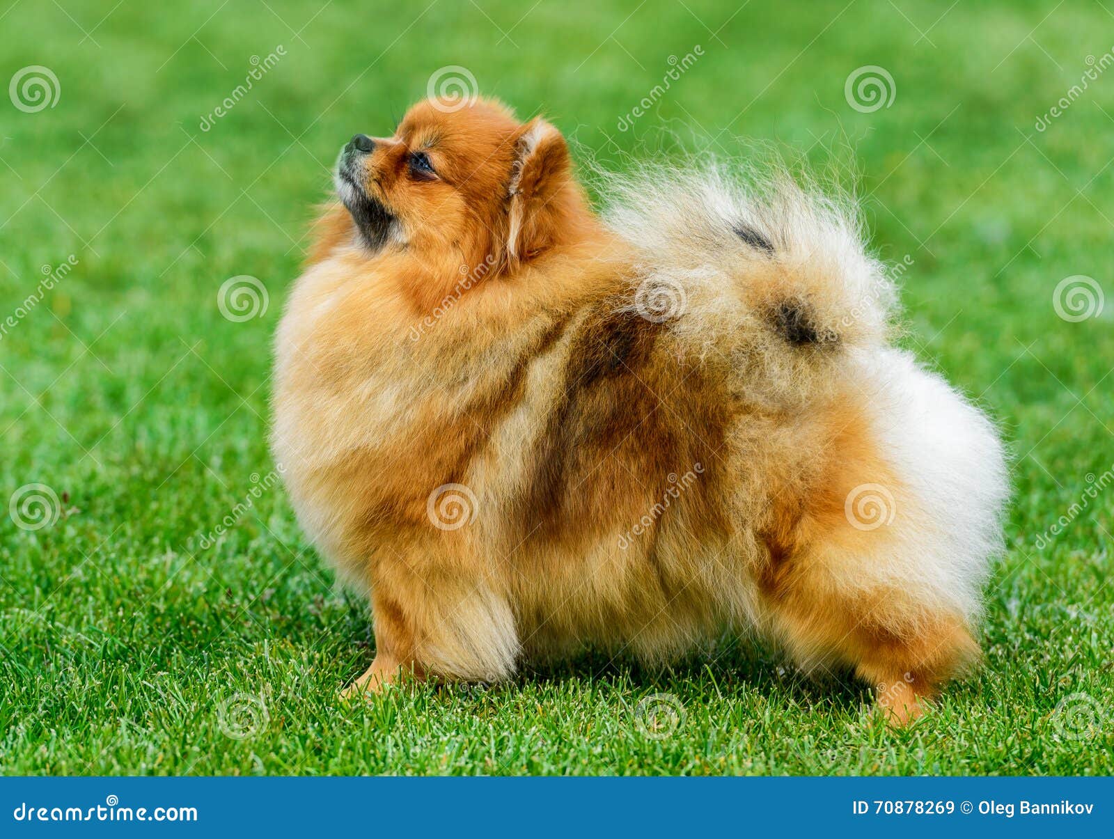 Miniature Pomeranian Spitz Standing on Green Field. Stock Image - Image ...