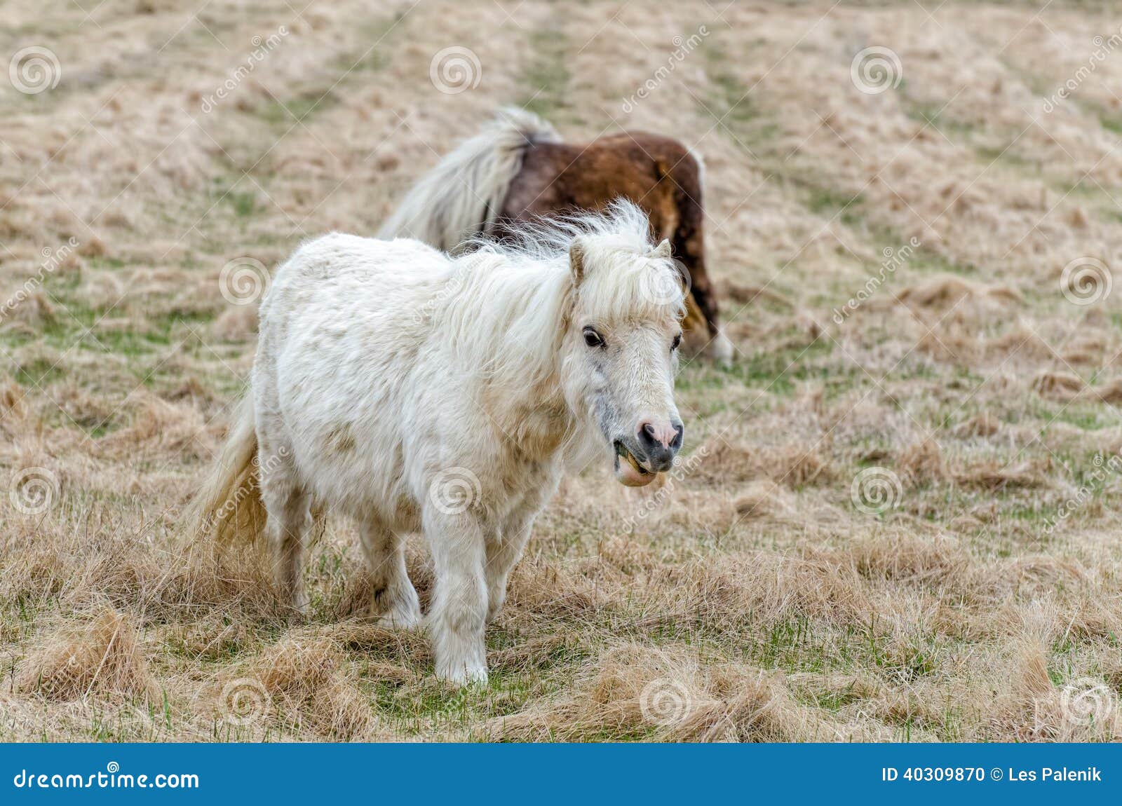 Miniature Pony stock photo. Image of farm, graze, green - 40309870