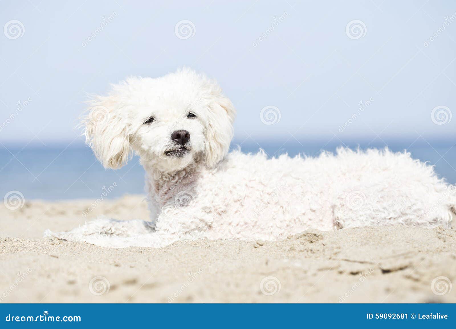Miniature poodle on beach stock image. Image of family - 59092681