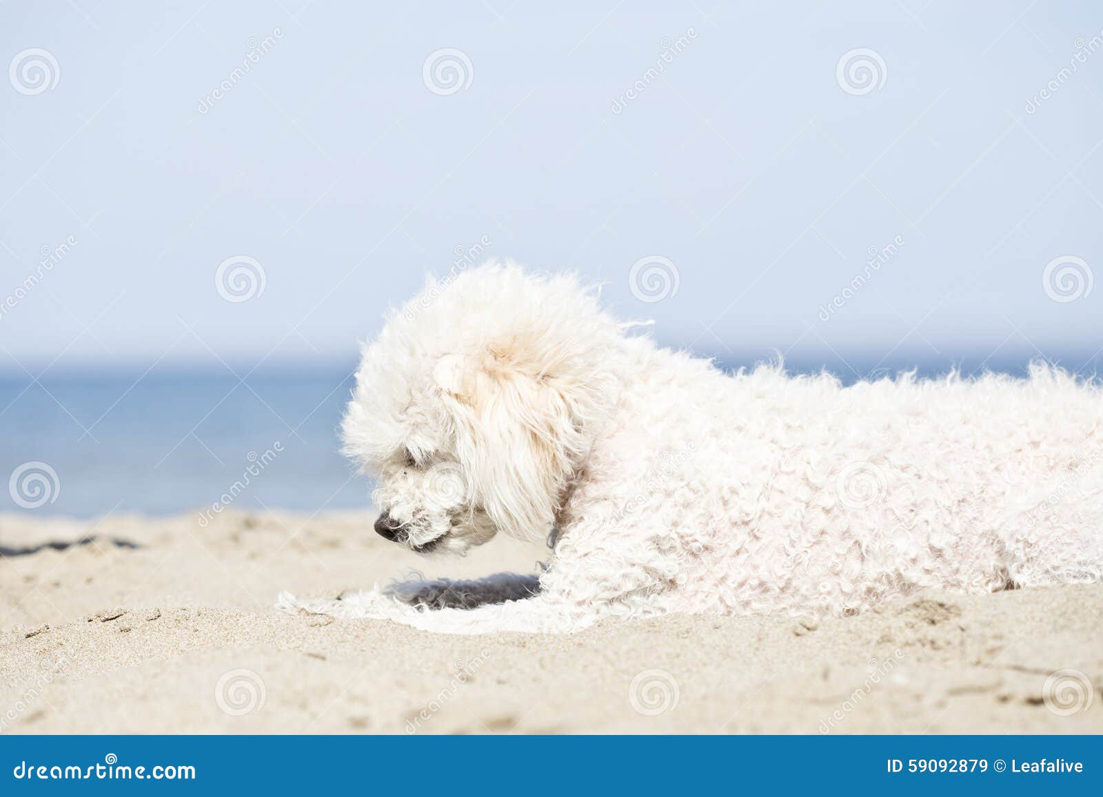 Miniature poodle on beach stock image. Image of beach - 59092879