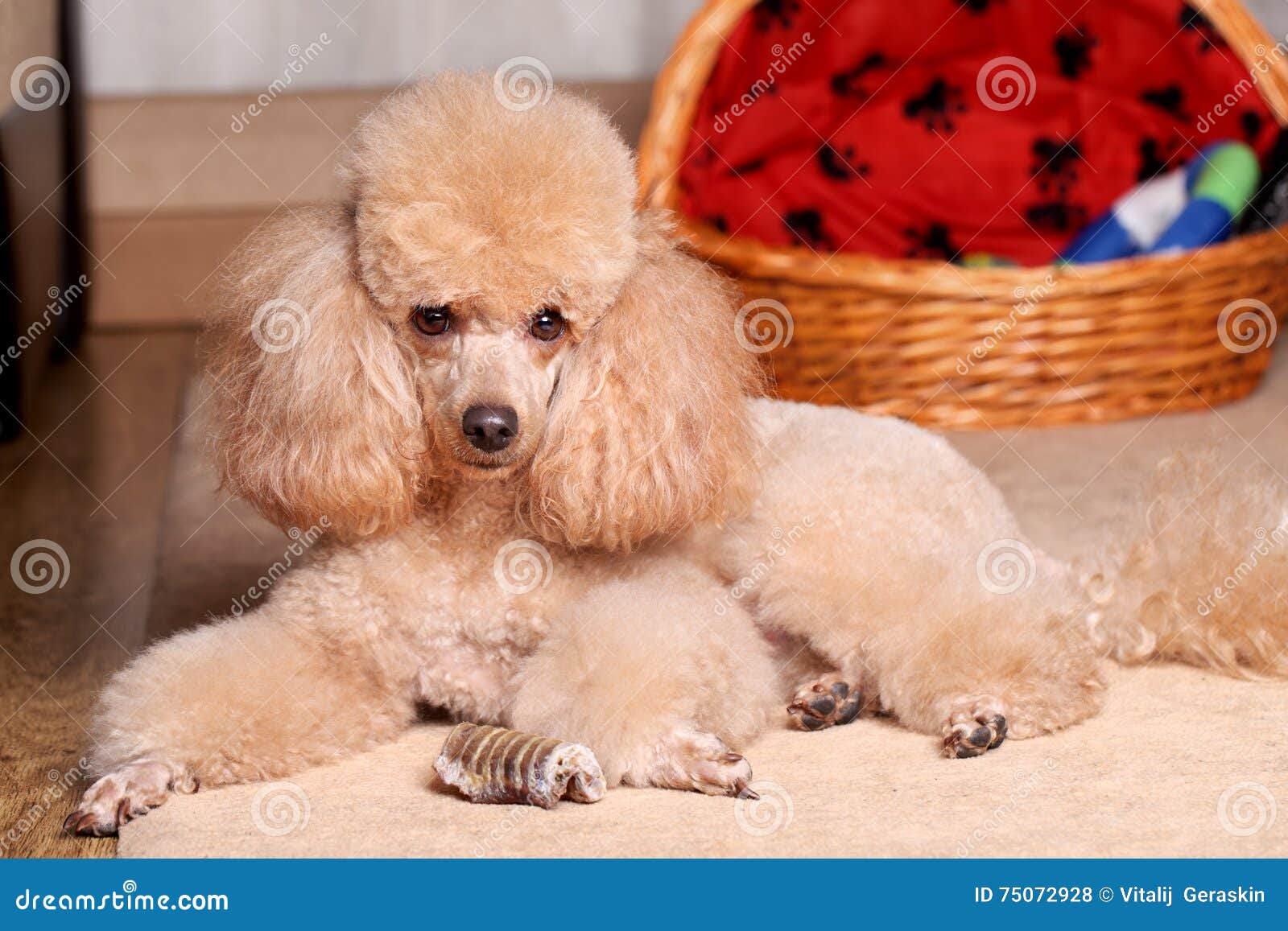Miniature Poodle and Dry Bone Stock Photo - Image of groomed, portrait ...