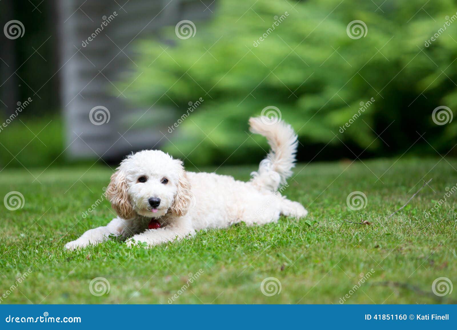 Miniature poodle stock photo. Image of friend, nature - 41851160