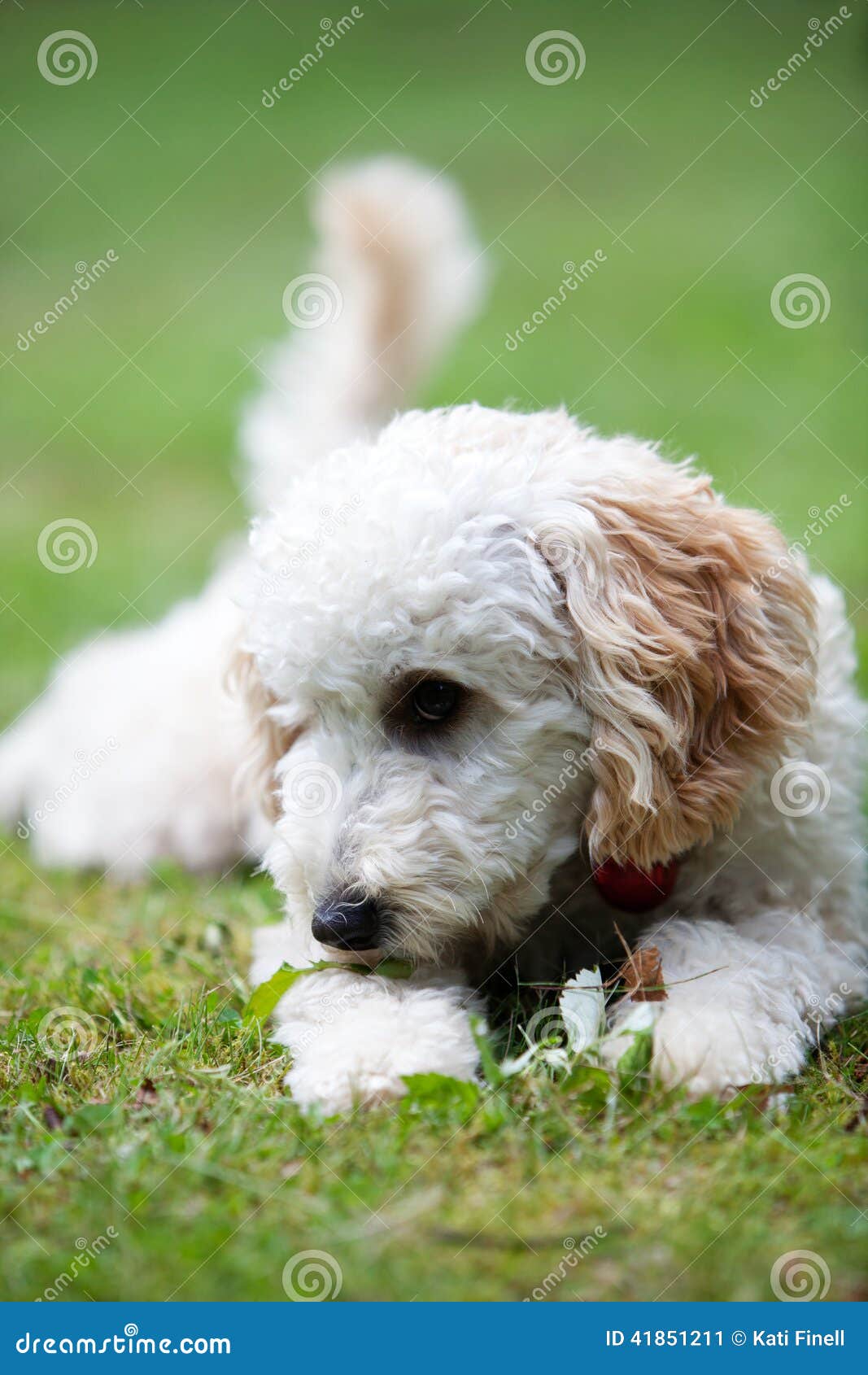 Miniature poodle stock image. Image of brown, adorable - 41851211