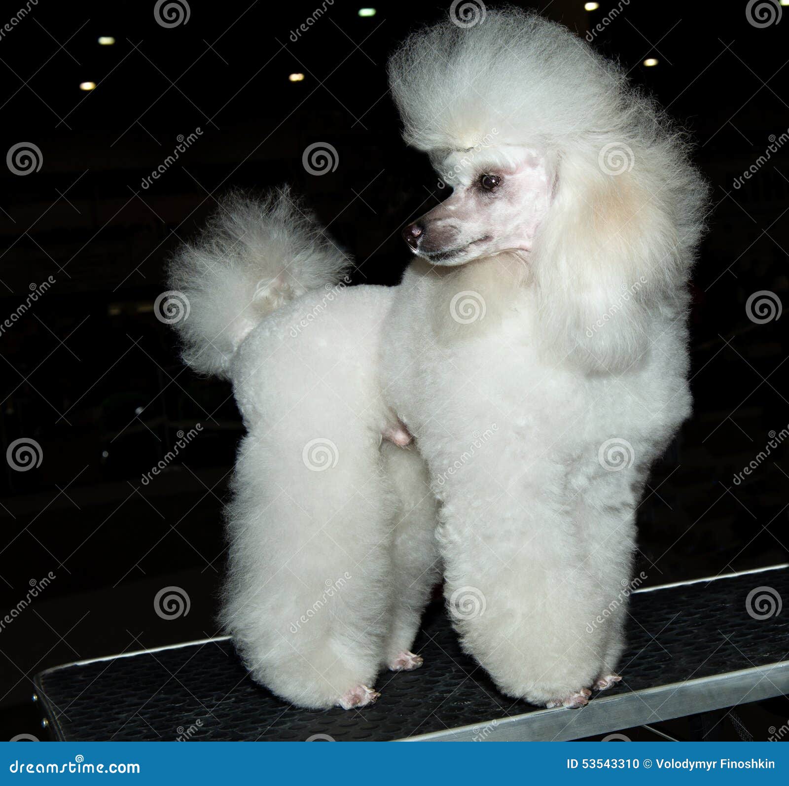 Miniature Poodle Looks Back. Stock Photo - Image of looks, grass: 53543310