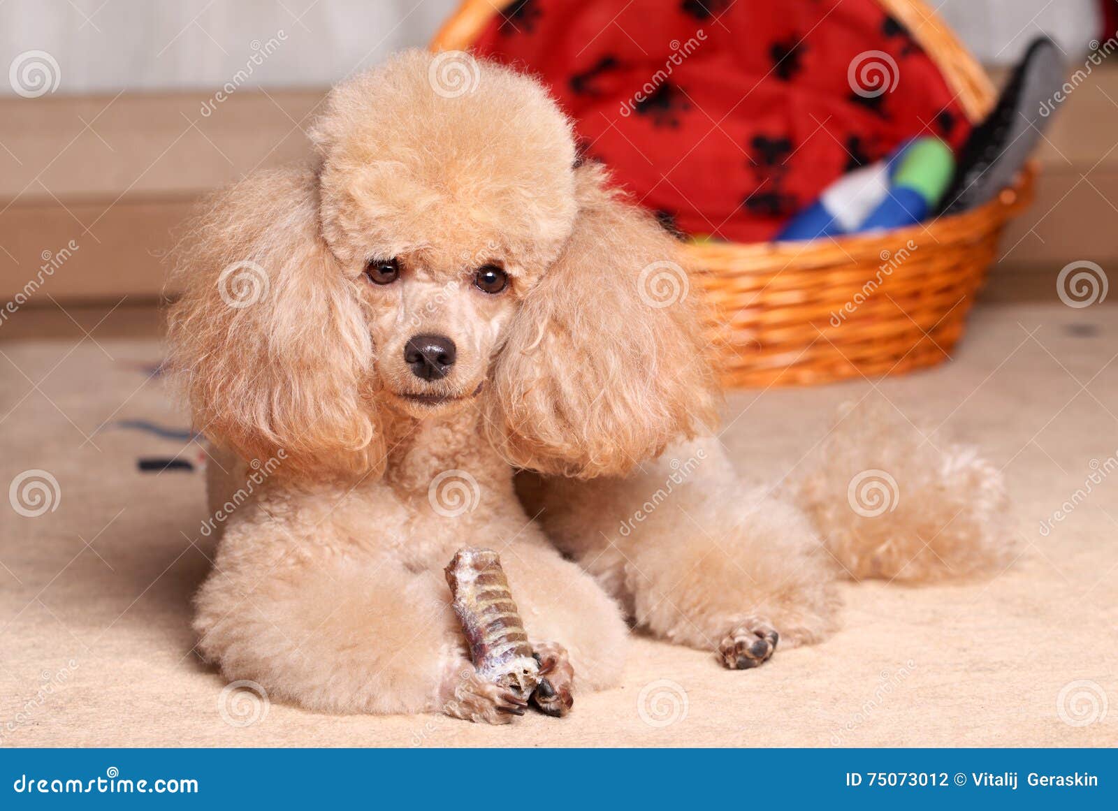 Miniature Poodle Lying Near Dry Bone Stock Photo - Image of furry ...