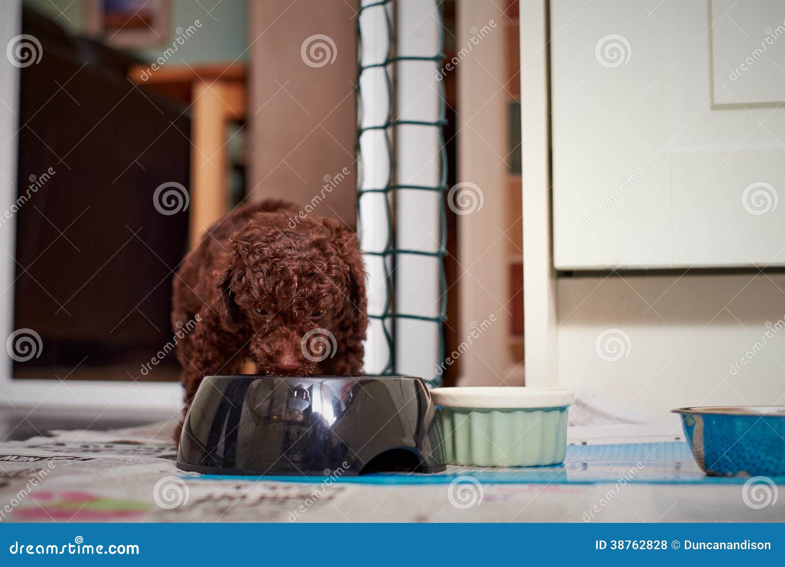 Miniature Poodle Puppy stock photo. Image of bowl, dinner - 38762828
