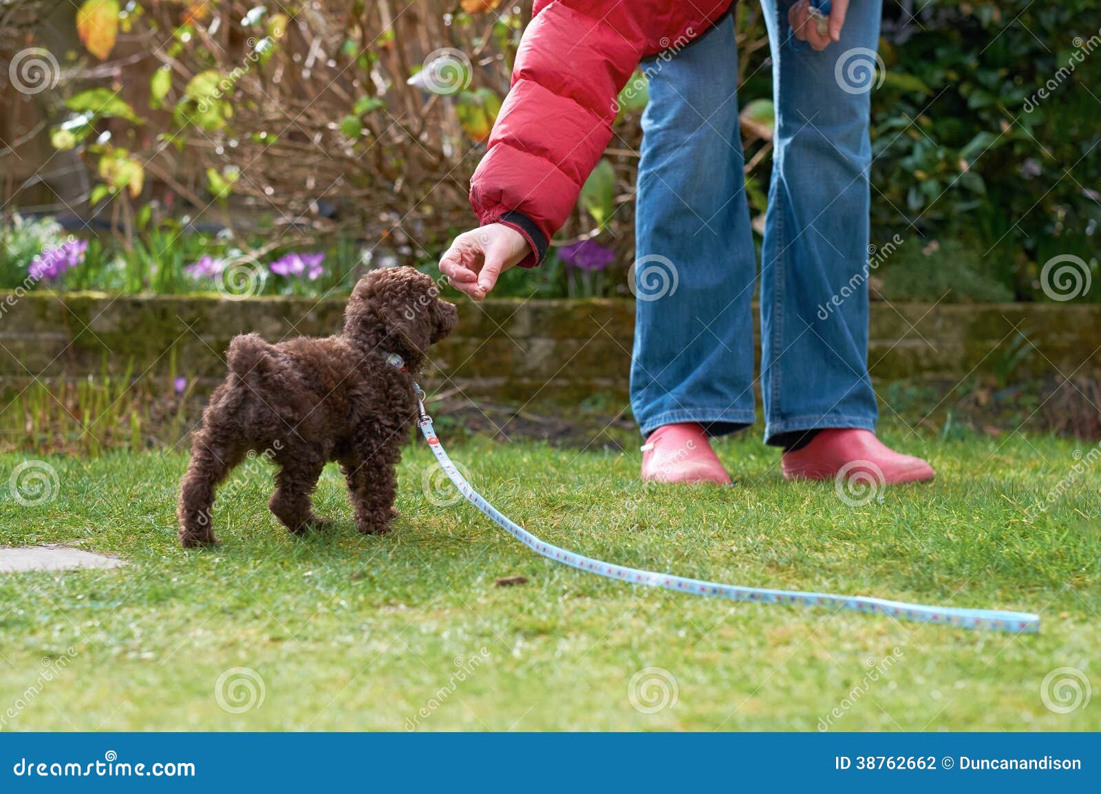 How To Train Miniature Poodle Puppies
